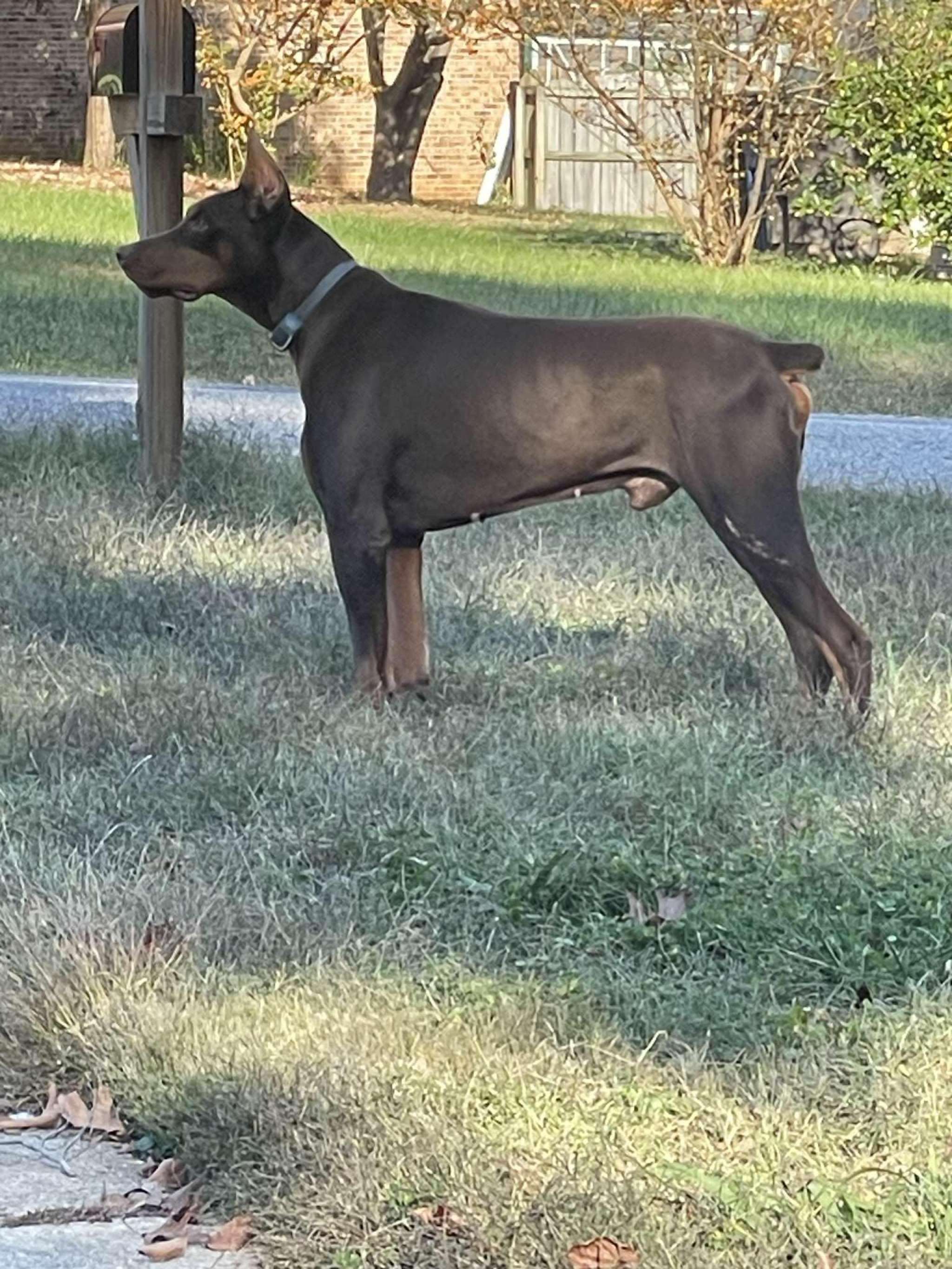 Doberman for stud - Stud Dog in NC, United States | Breed Your Dog