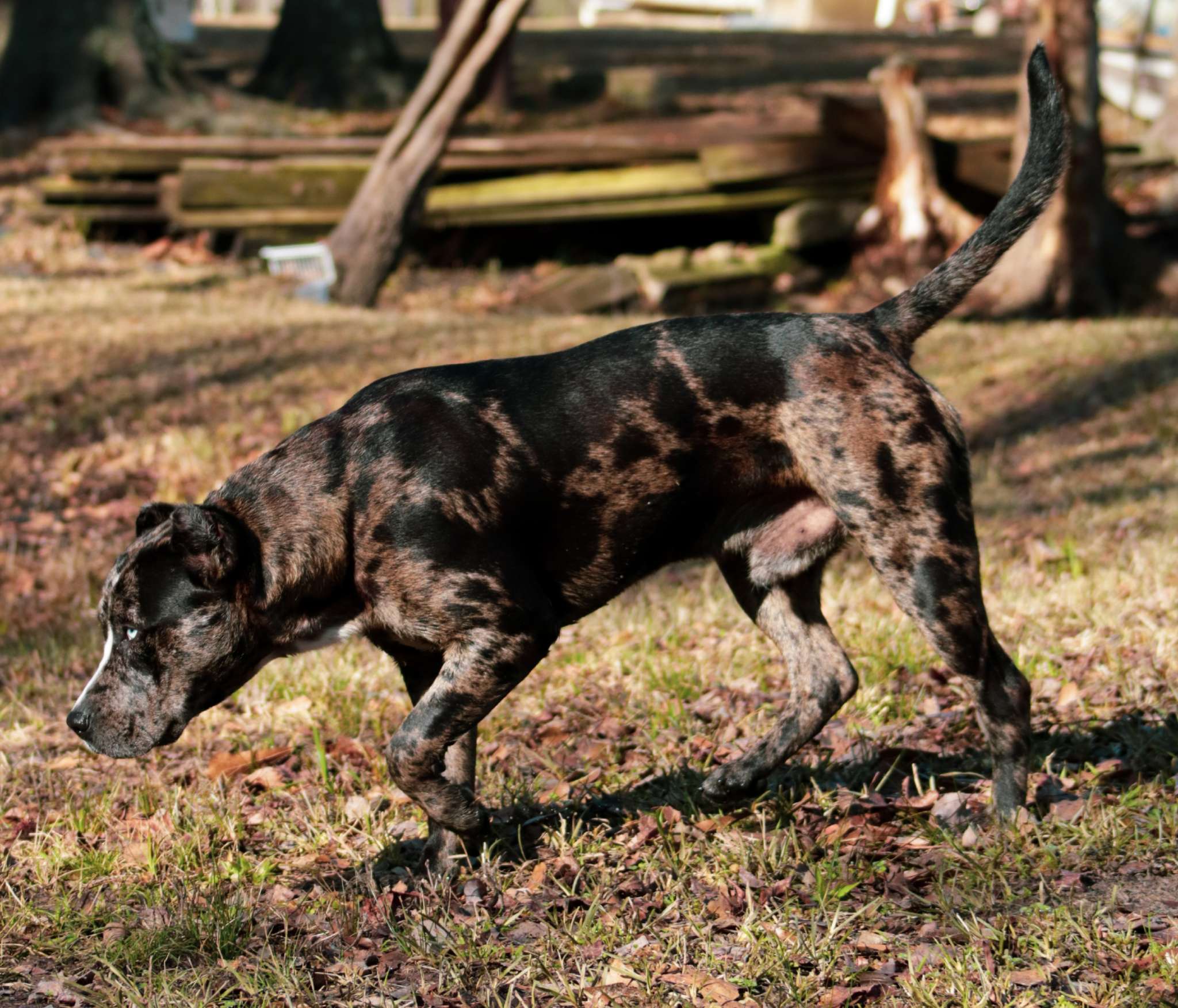 XL Merle Bully - Stud Dog in Texas, United States | Breed Your Dog