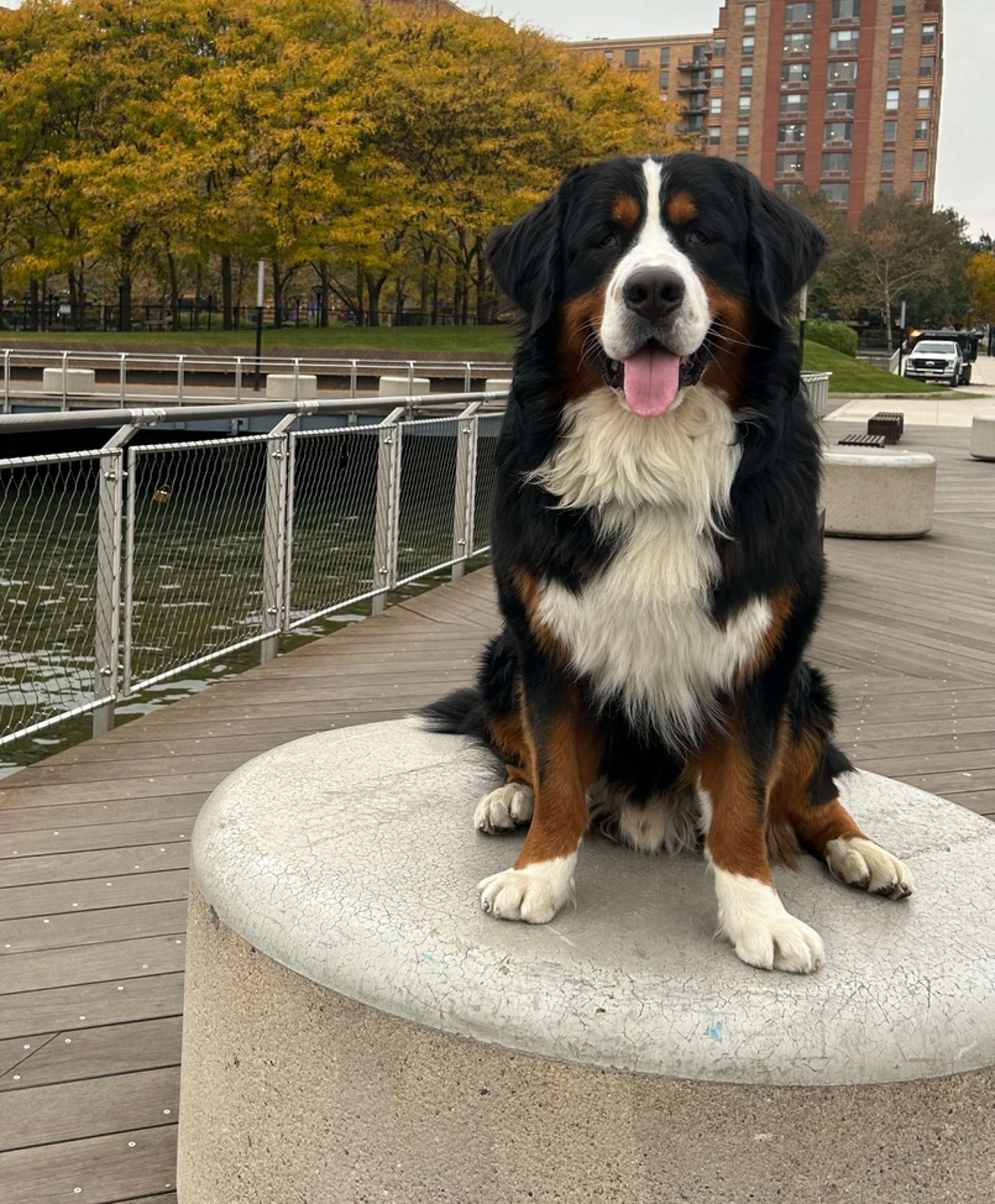AKC Male Bernese Mountain Dog - Stud Dog in Hudson County, United ...