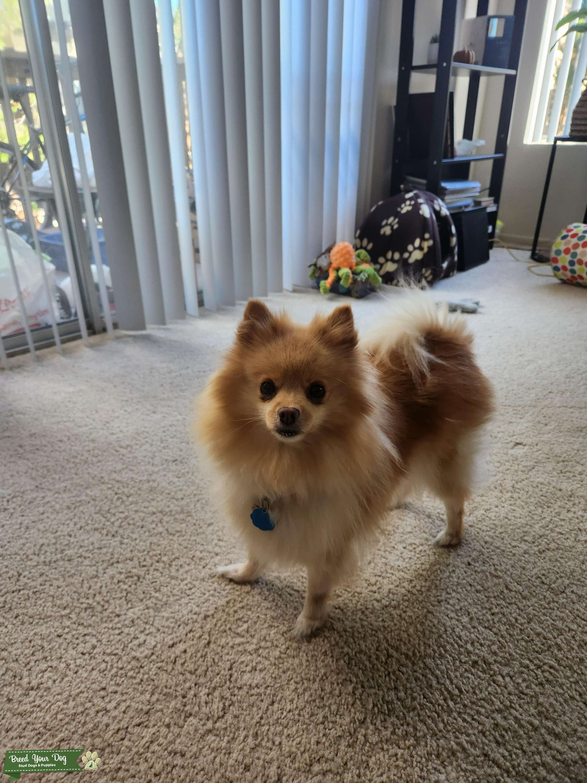 4 years old female pure breed pomeranian - Stud Dog in Orange County ...