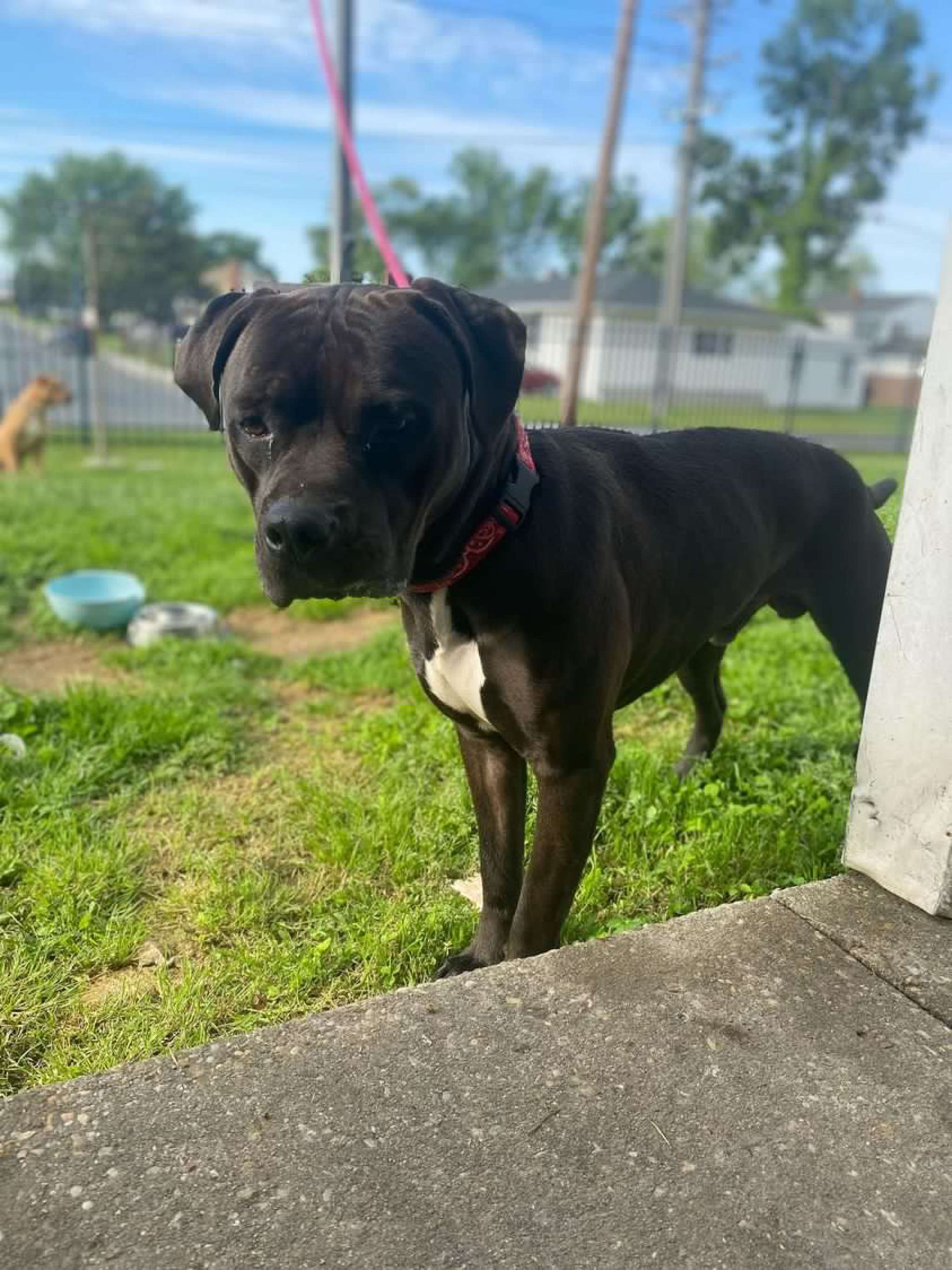 Stud dog Pit Corso mix - Stud Dog in I, United States | Breed Your Dog