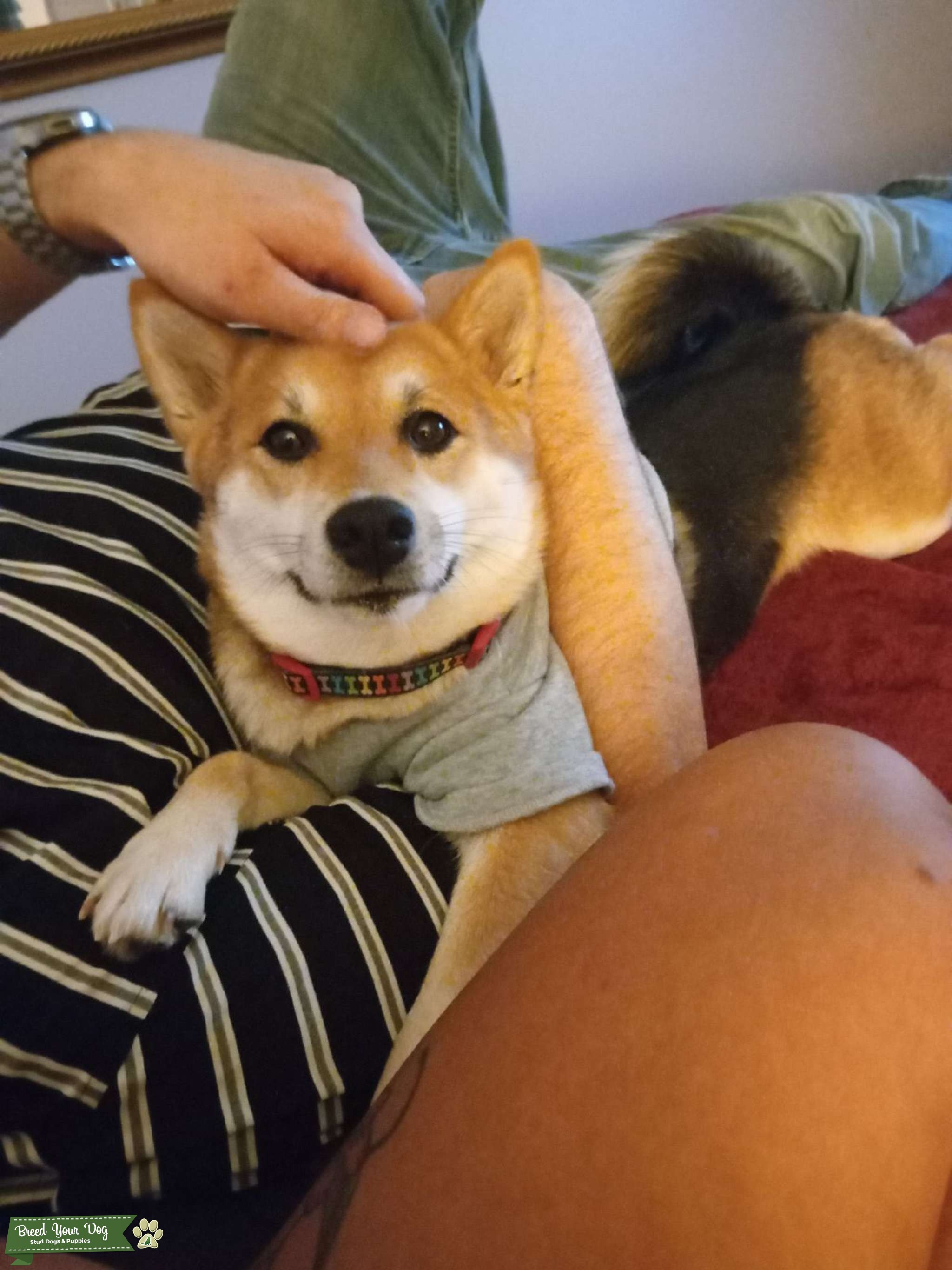 Female shiba-inu - Stud Dog in St.Charles, the United States | Breed ...