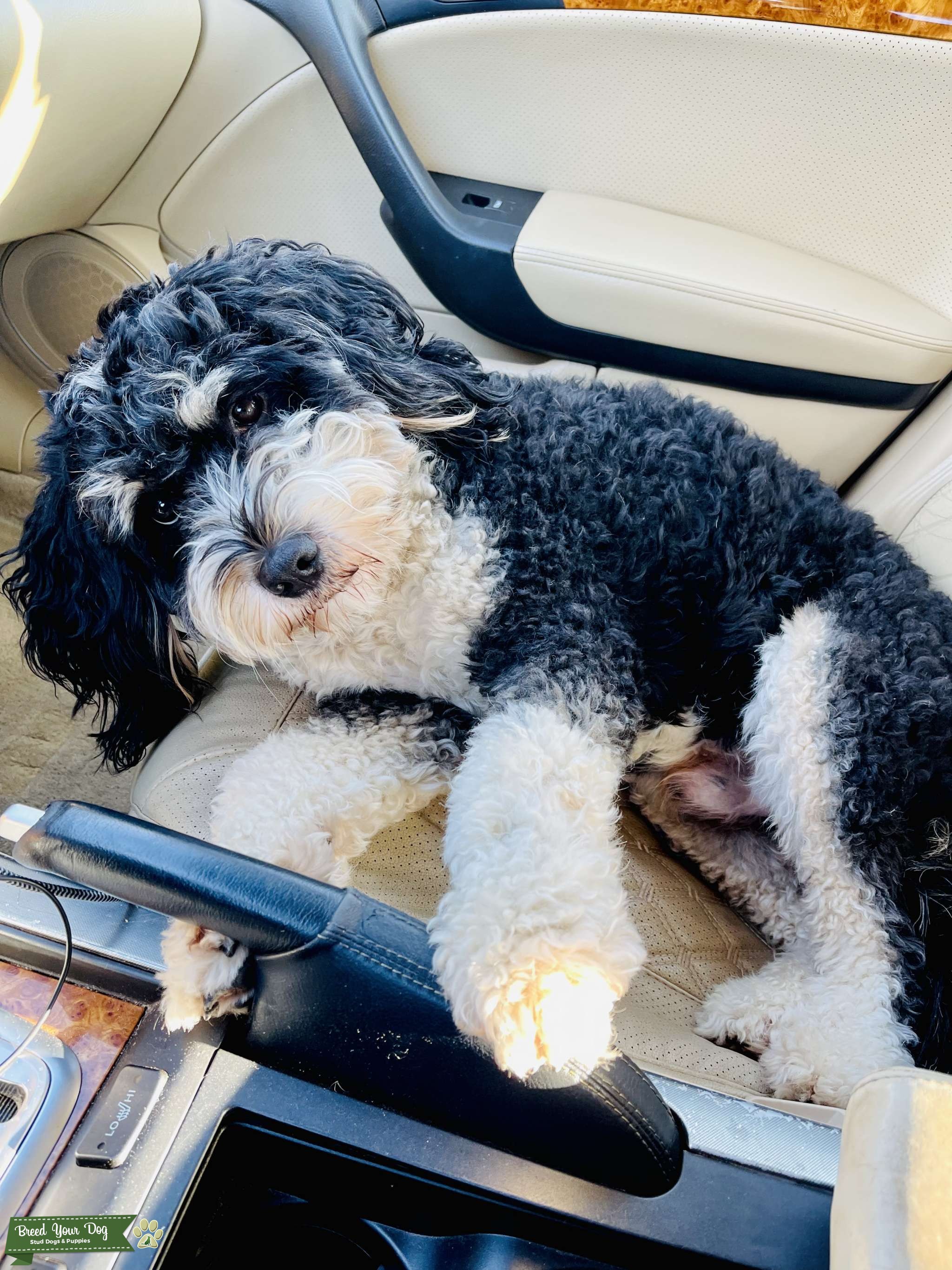 Stud dog - Stud Dog in NJ, the United States | Breed Your Dog