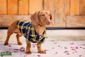 Stud Dogs the United States | Breed Your Dog