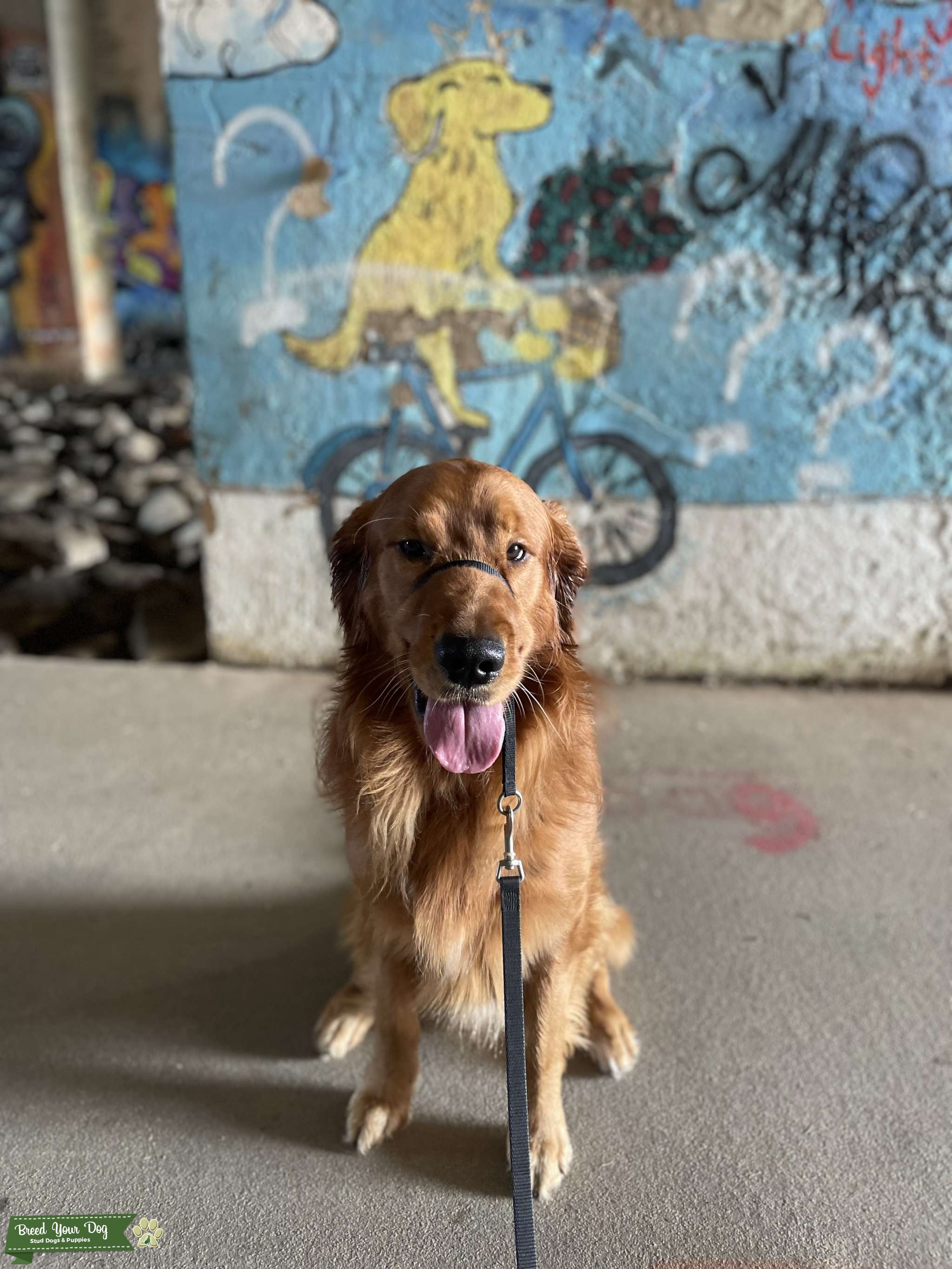 Dark Golden Retriever - Stud Dog in Atlanta, GA, the United States ...