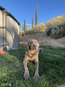 Labrador Retriever Stud Dogs Available Now in the United States | Breed ...