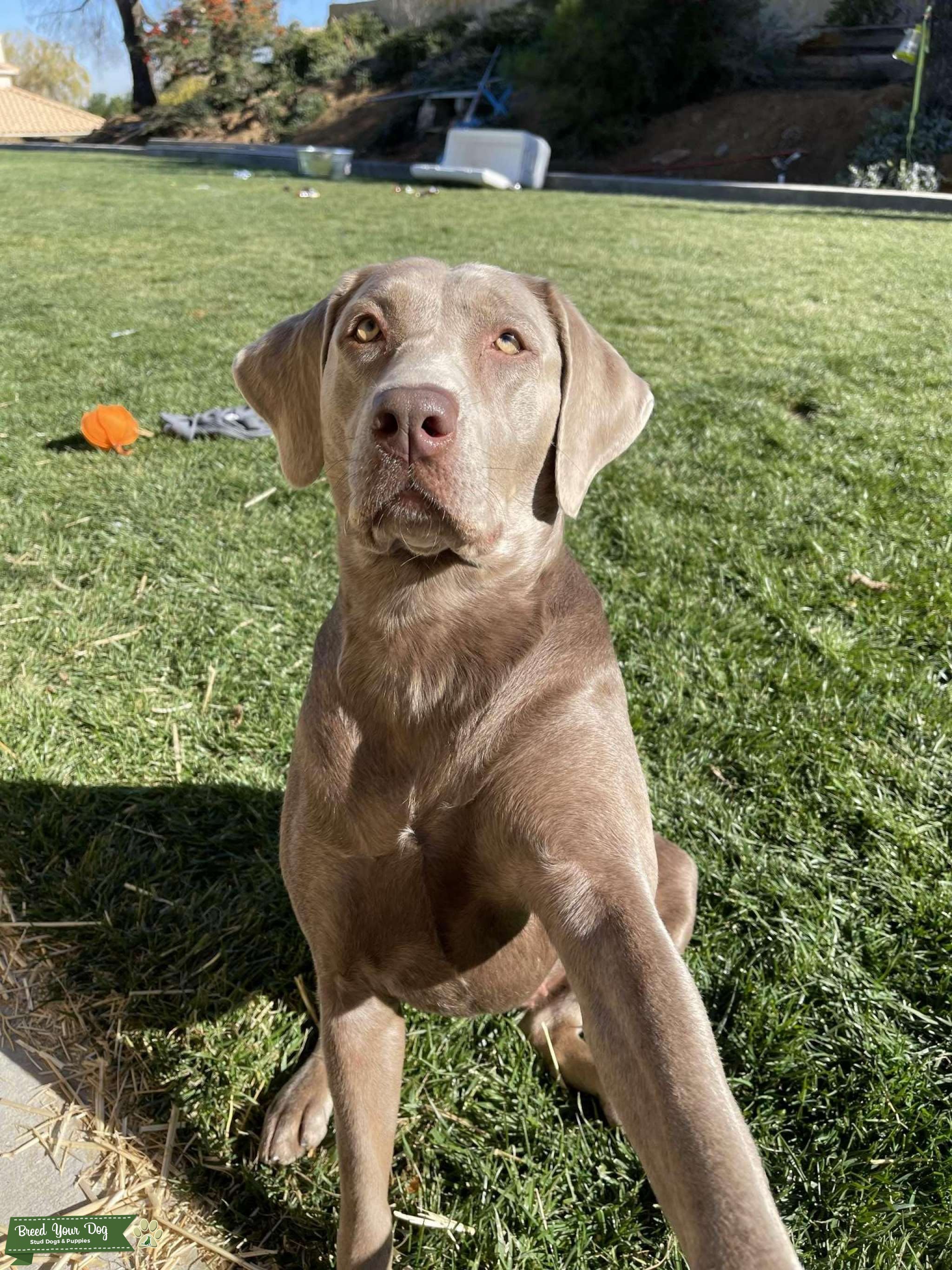 Female Silver Labrador - Stud Dog in Southern California , Greece ...