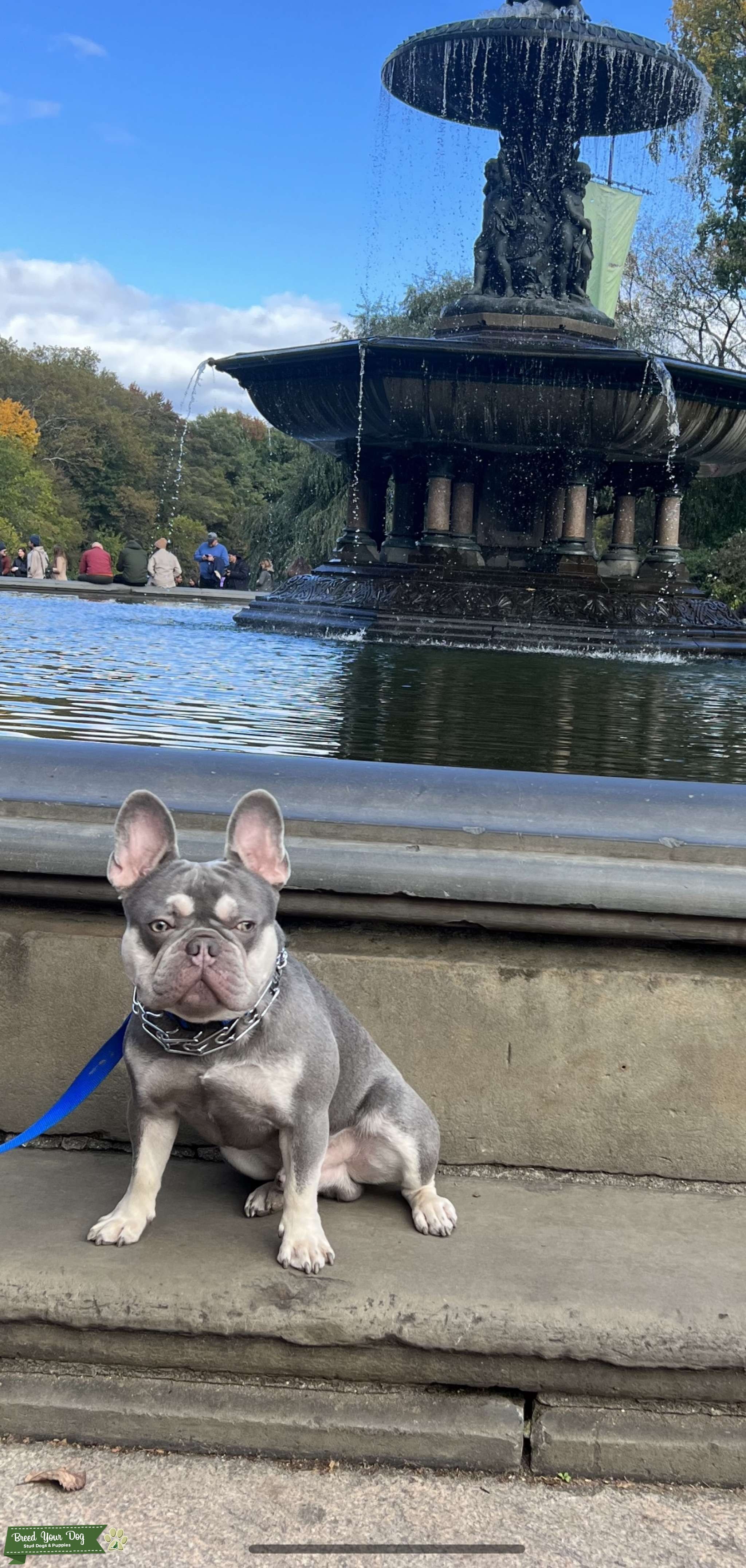 Lilac Tan handsome Frenchie - Stud Dog in New York, the United States ...