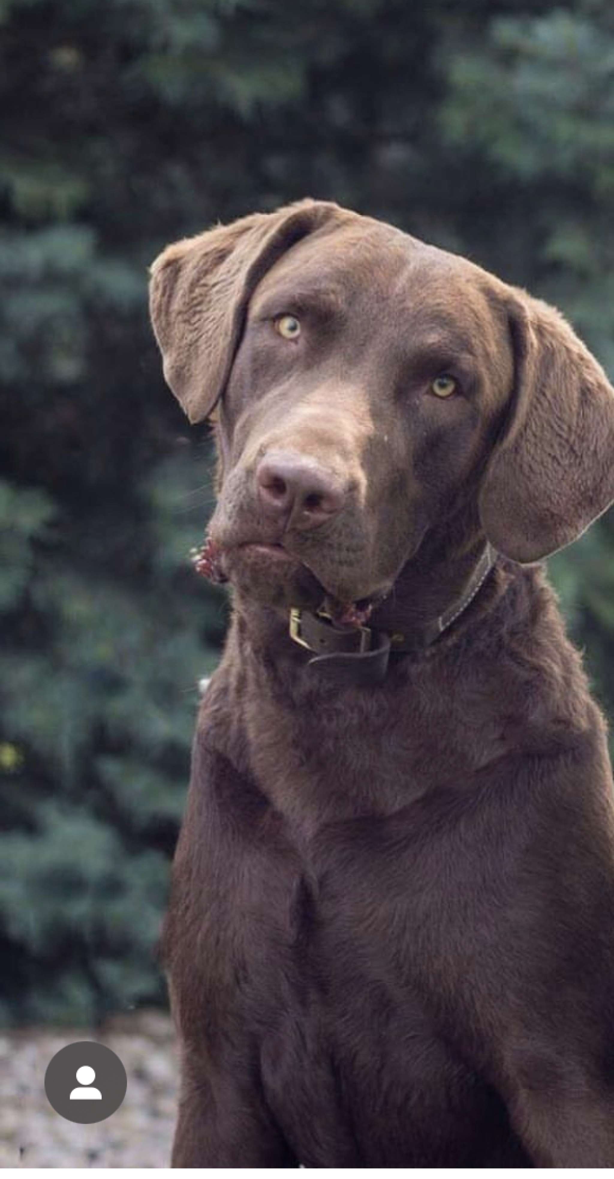 Chessie Stud - Stud Dog in Wyoming , United States | Breed Your Dog