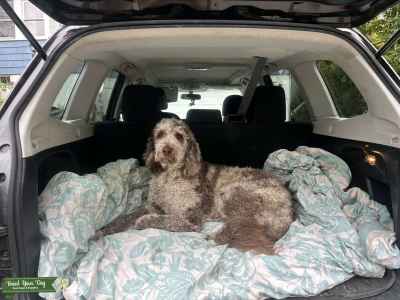Phantom Chocolate Merle standard poodle - Stud Dog in New Hampshire ...
