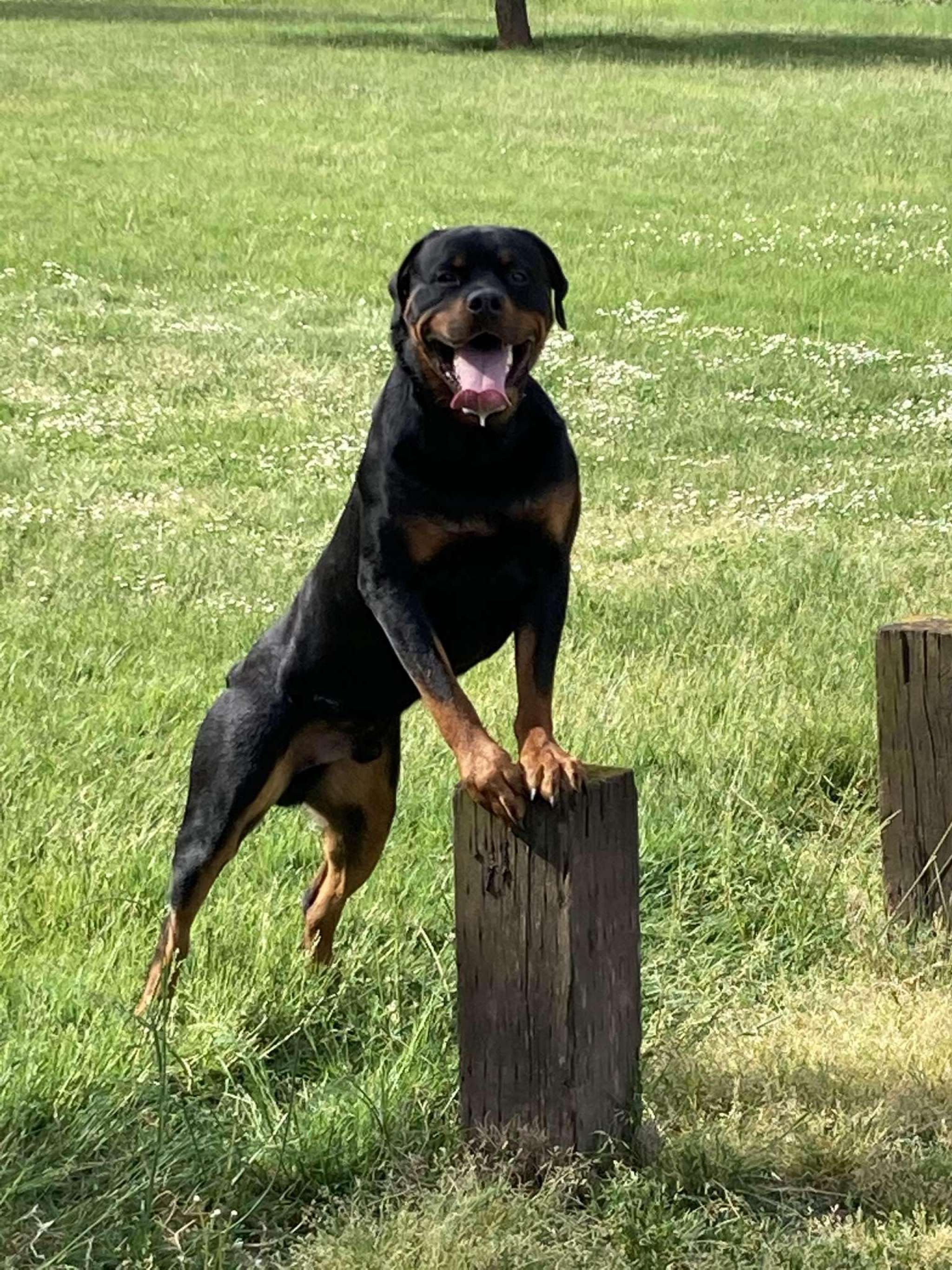 AKC Registered Rottweiler - Stud Dog in Oregon, United States | Breed ...