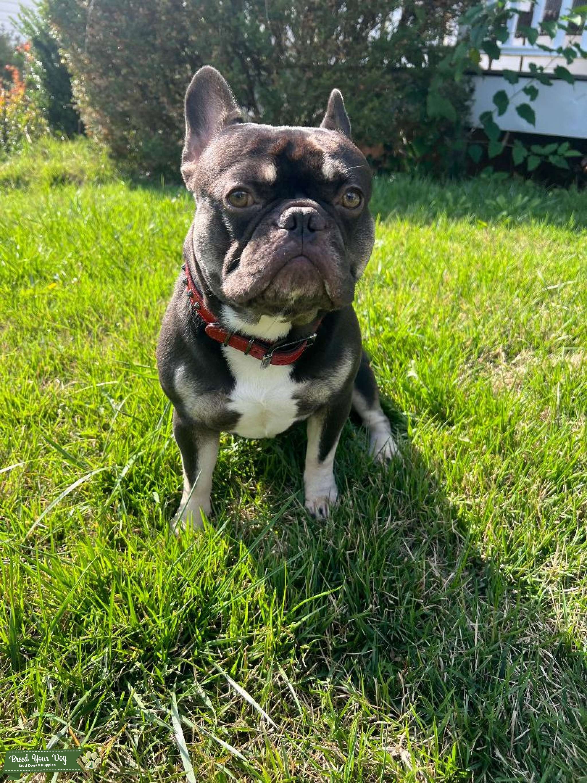 Chocolate , Tan Points - Stud Dog in Maryland, the United States ...