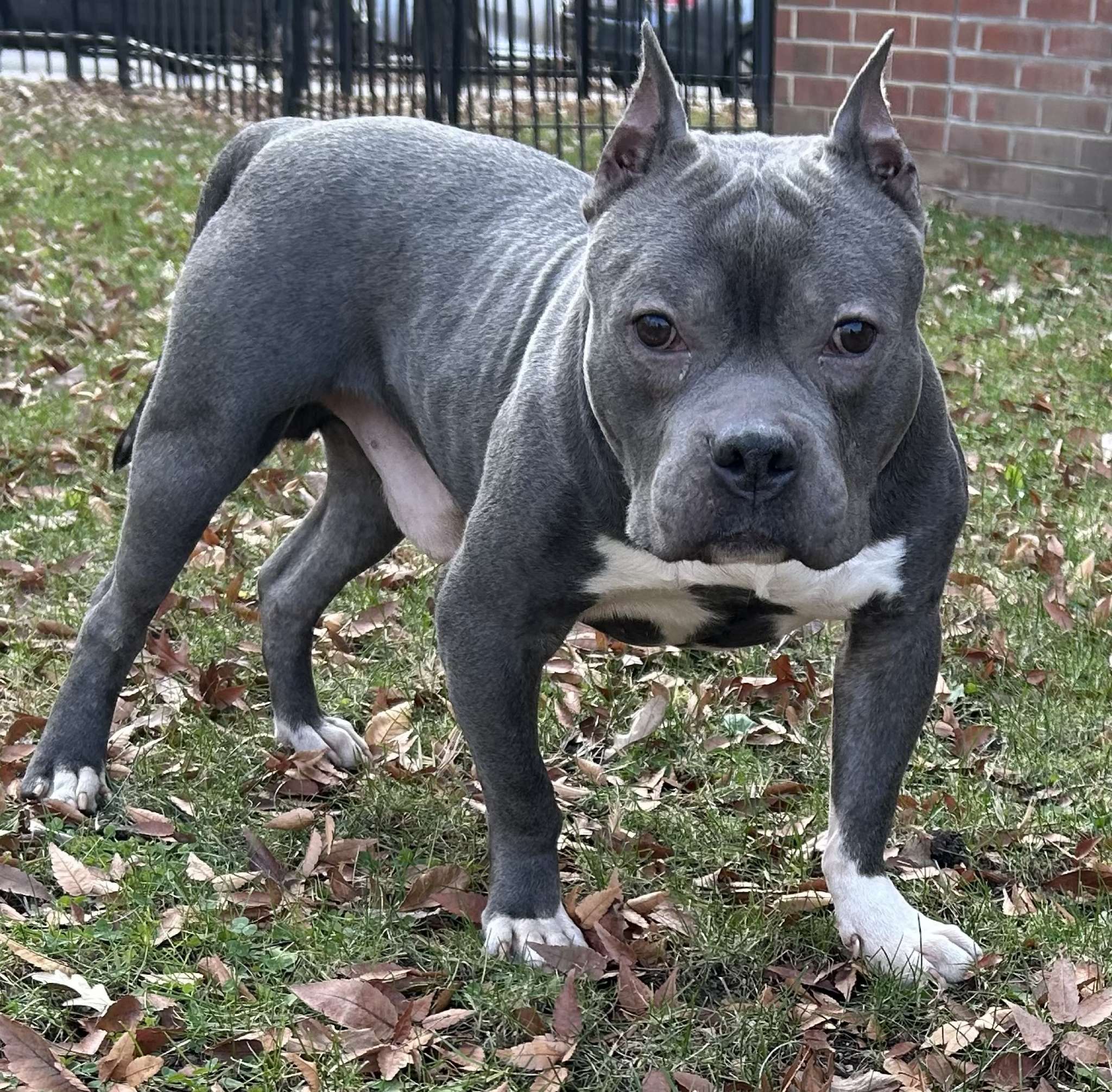 3yr old pure blue nose bully wit strength and bone - Stud Dog in New ...