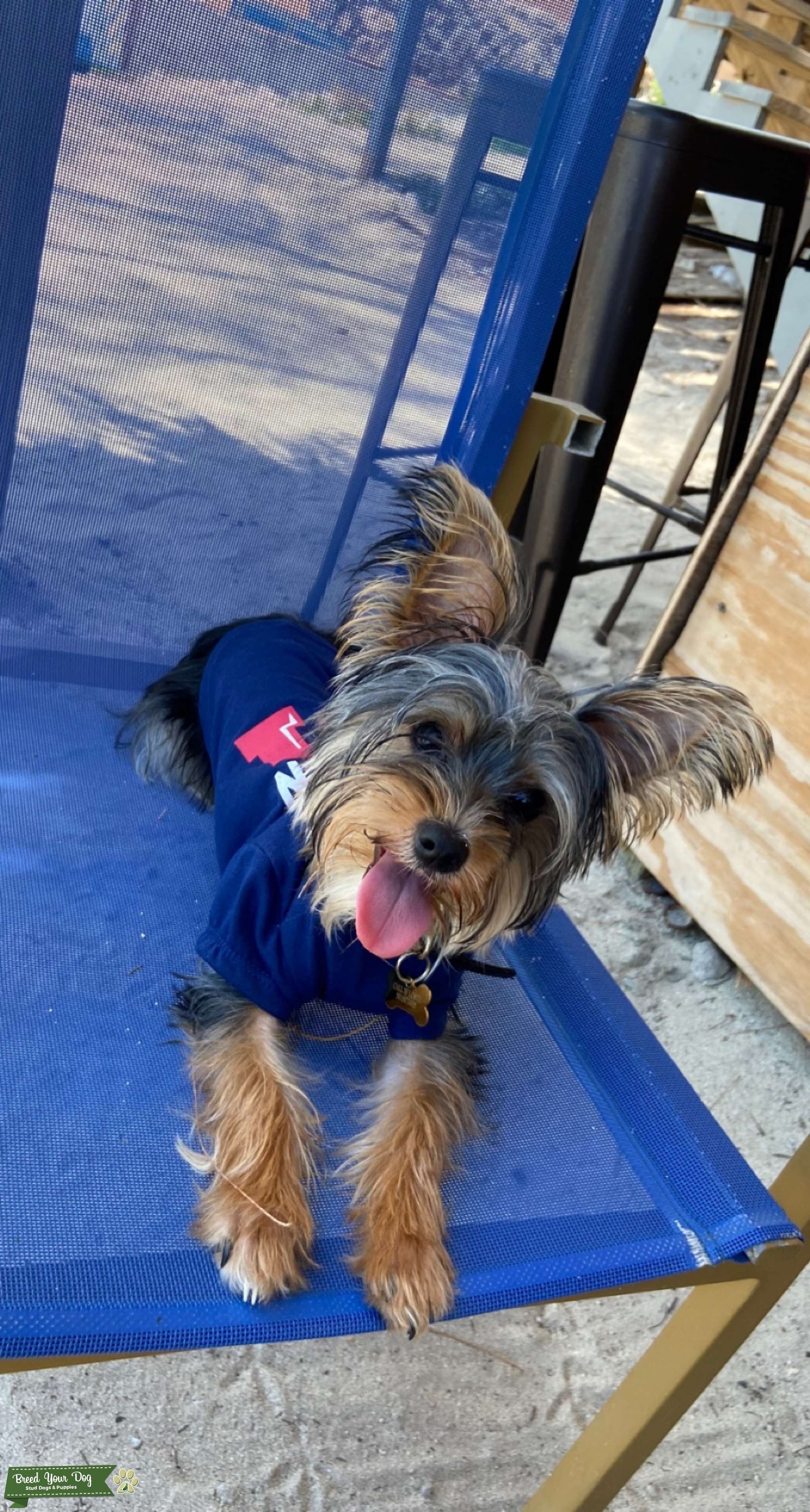 Yorkie stud service - Stud Dog in Usa, the United States | Breed Your Dog