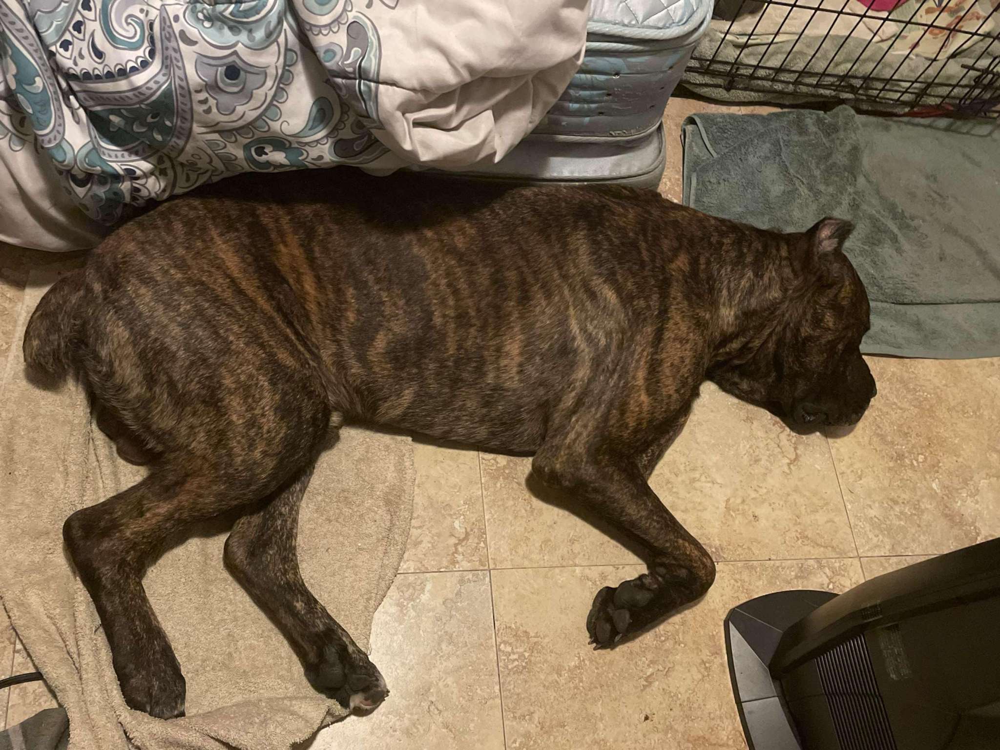 STUD cane corso chestnut brindle - Stud Dog in florida, United States ...