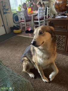 Stud Dogs the United States | Breed Your Dog