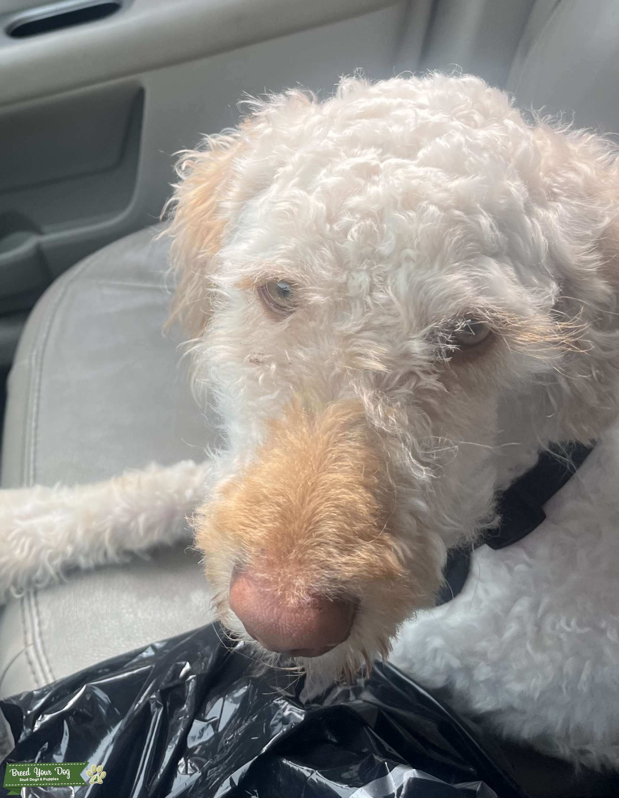 Cream Labradoodle - Stud Dog in Indiana, the United States | Breed Your Dog