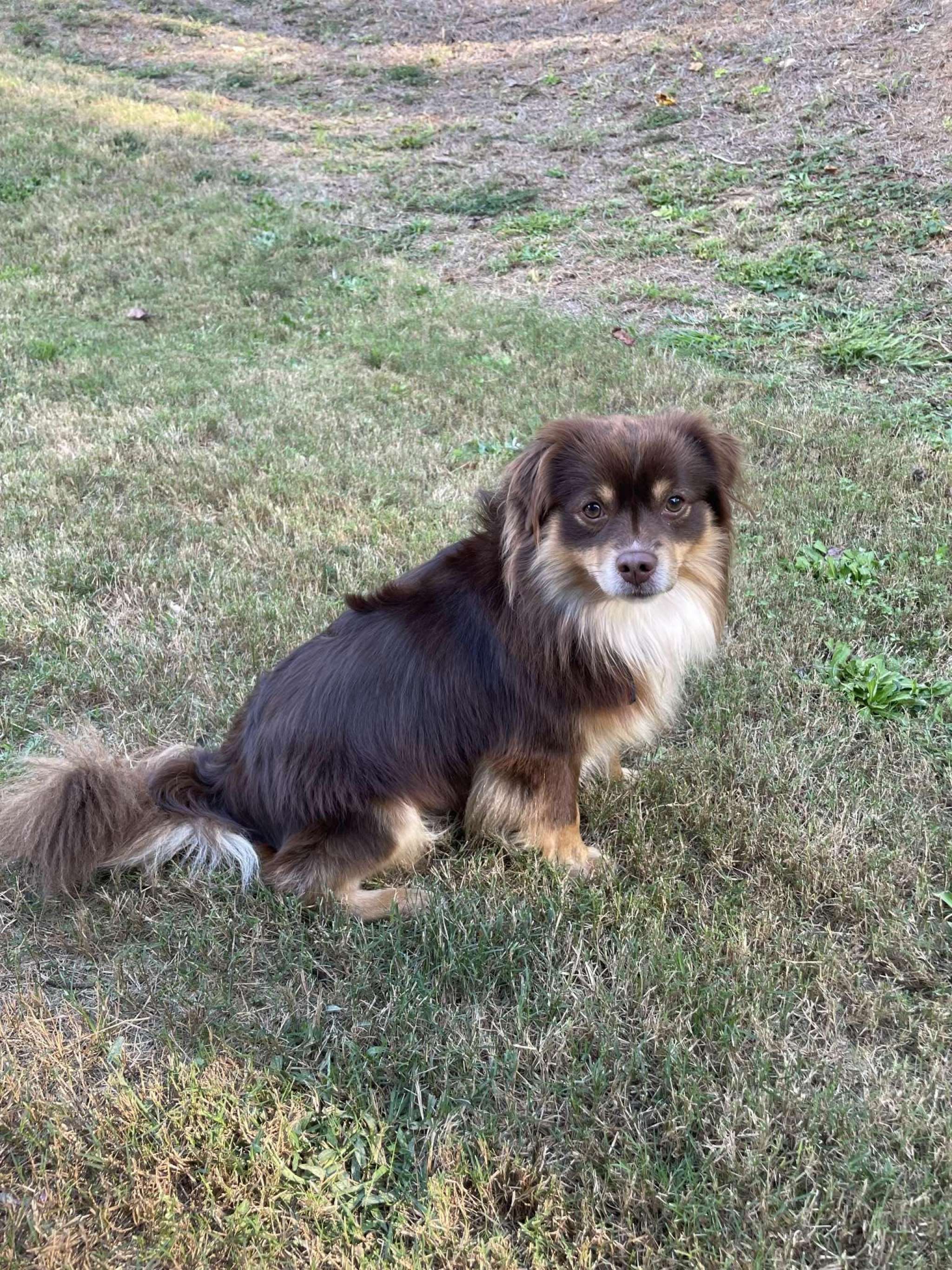 Mini Aussie Red Tri Male - Stud Dog in Georgia, United States | Breed ...