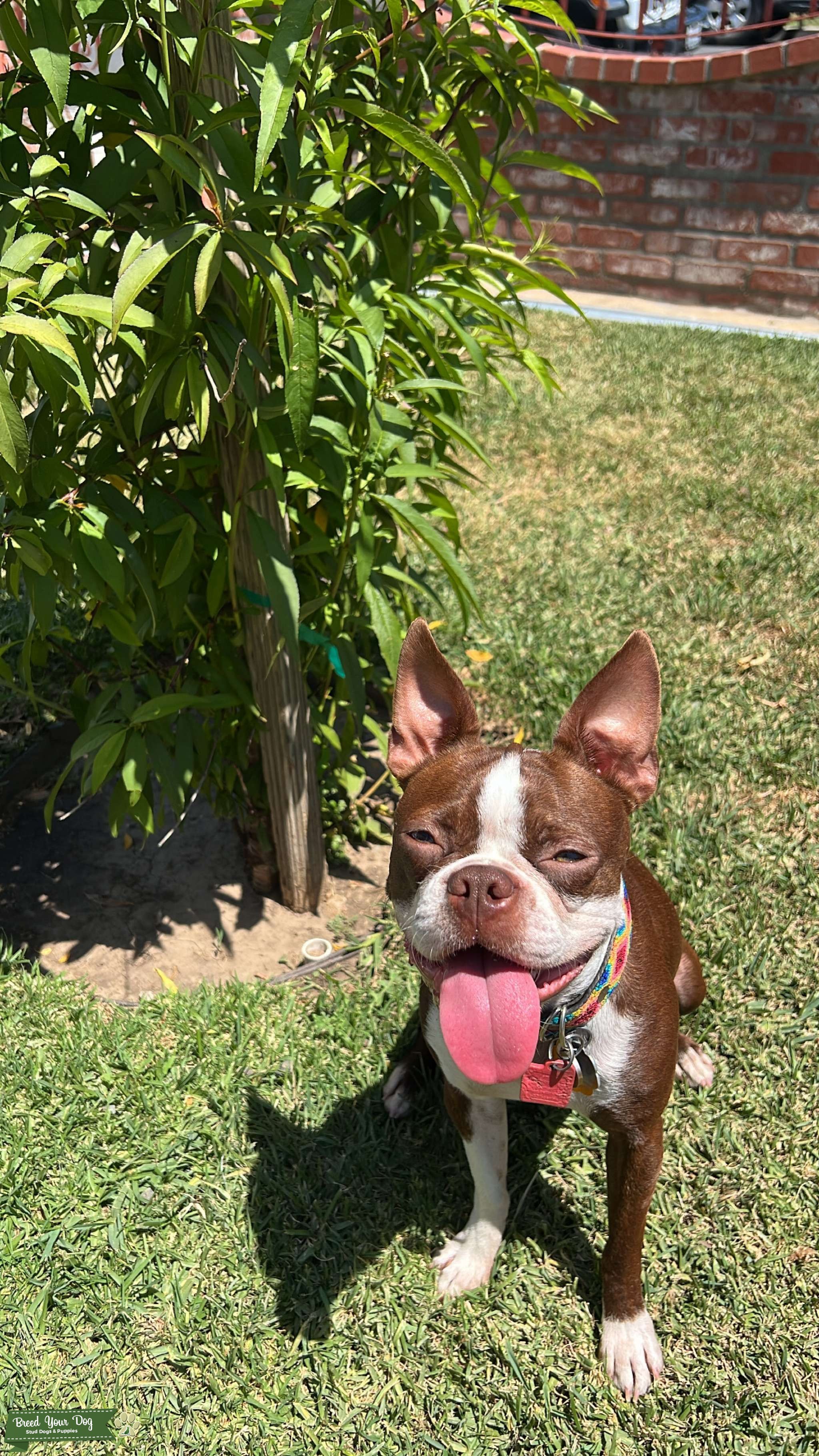 Hunt for a Macho Mate: Red Boston Terrier Seeks Charming Stud! - Stud ...