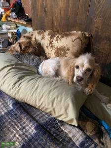 Stud Dogs the United States | Breed Your Dog