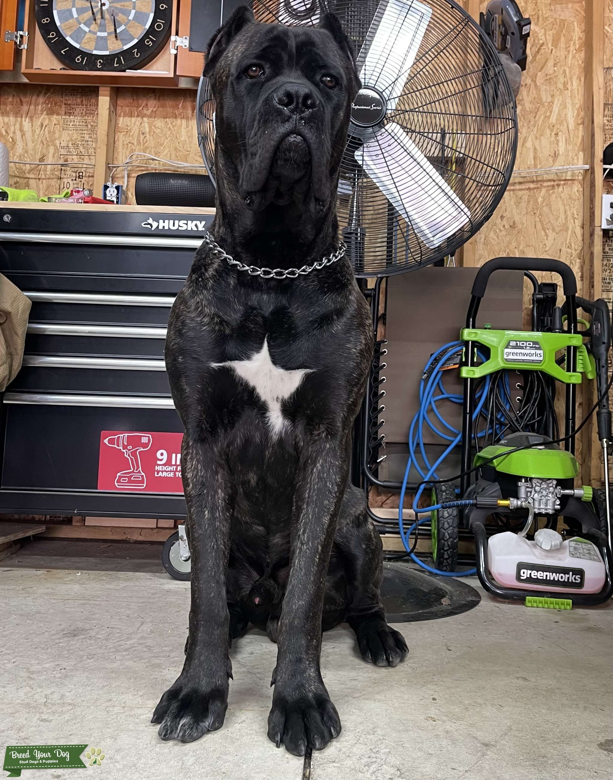 Black Brindle Cane Corso Stud - Stud Dog in Redford Michigan , the ...