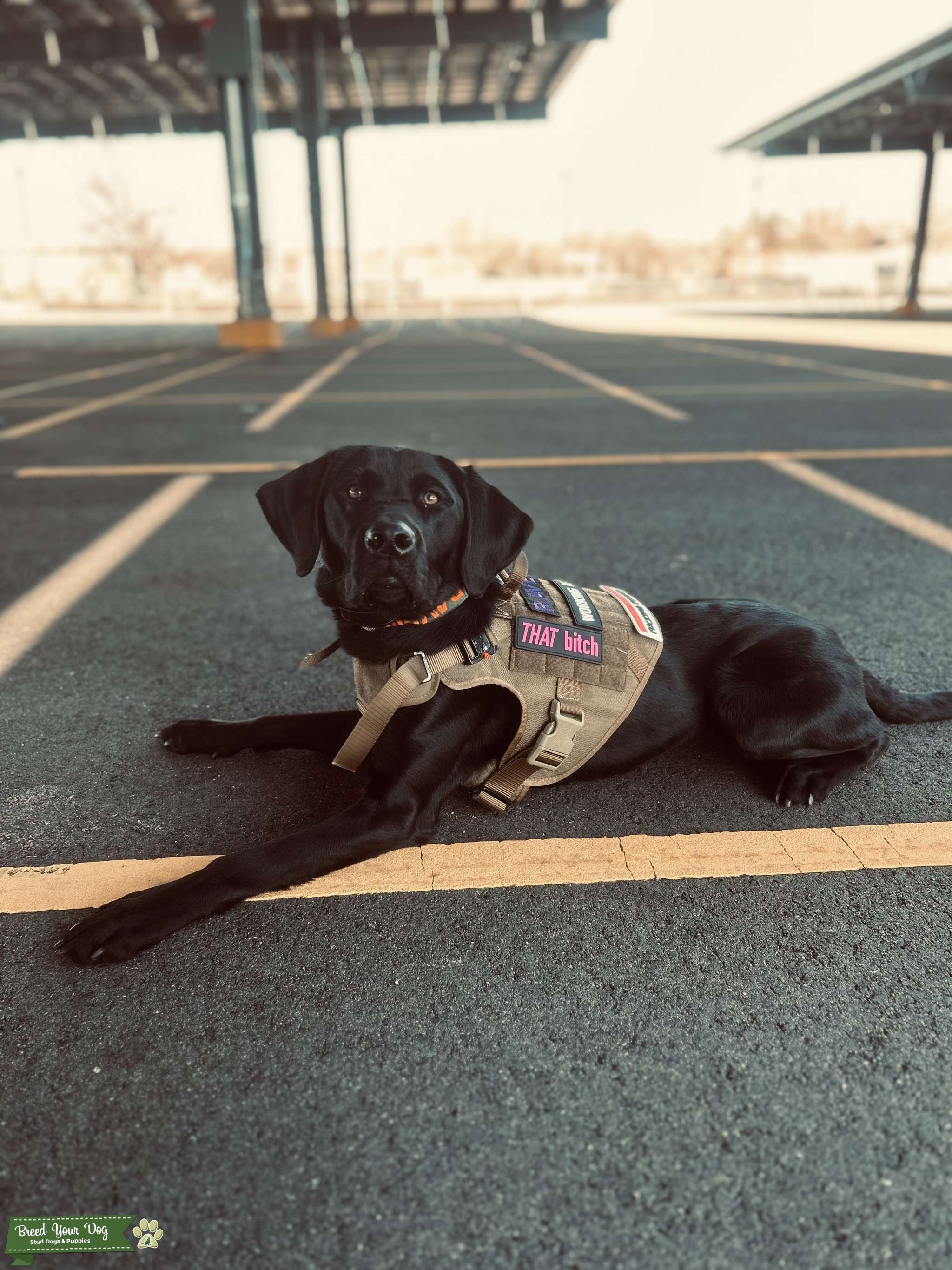 Working Line Black Labrador - Stud Dog in Boston , the United States ...