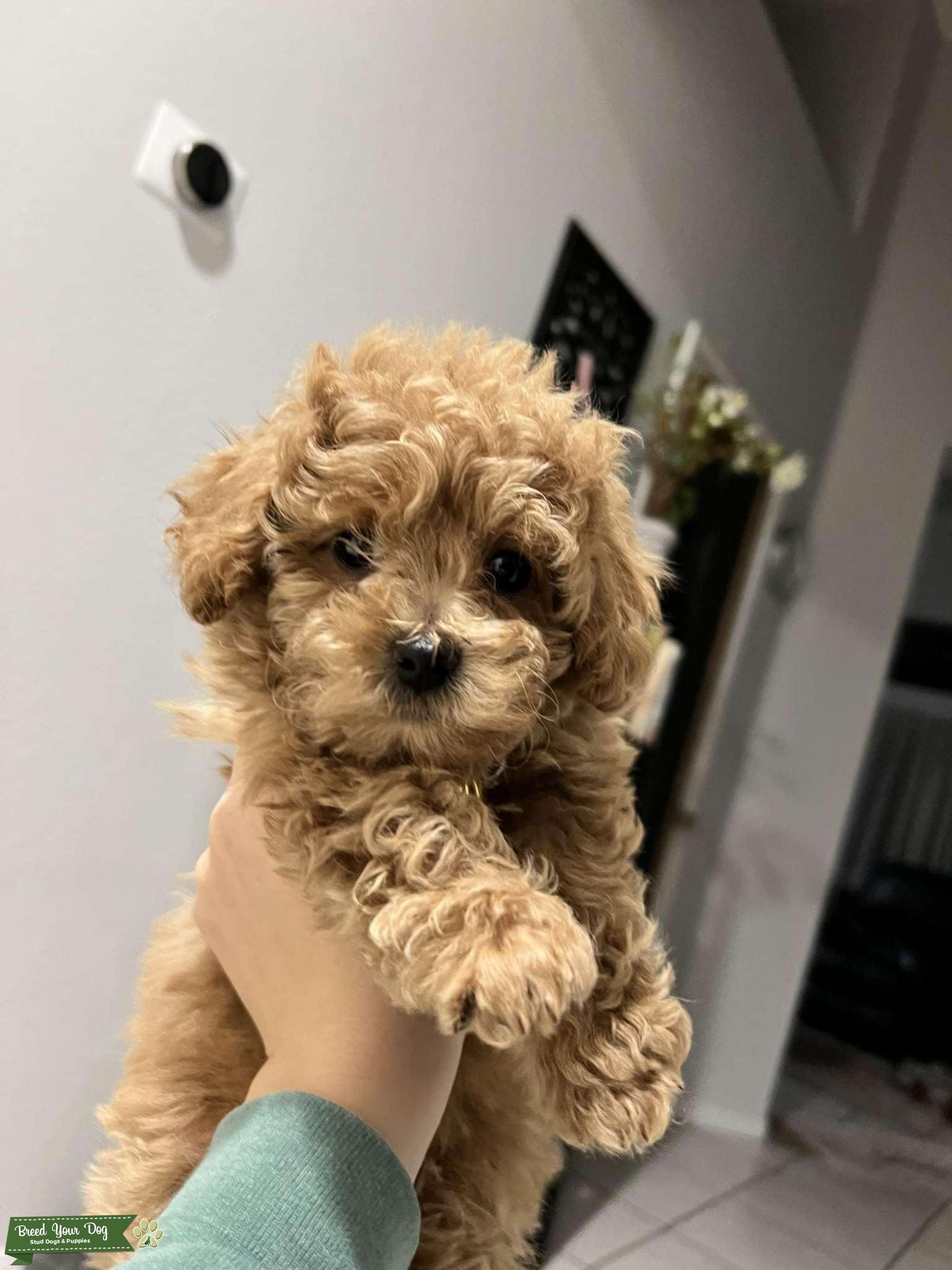 6lb Female - Stud Dog in Southern California , the United States ...