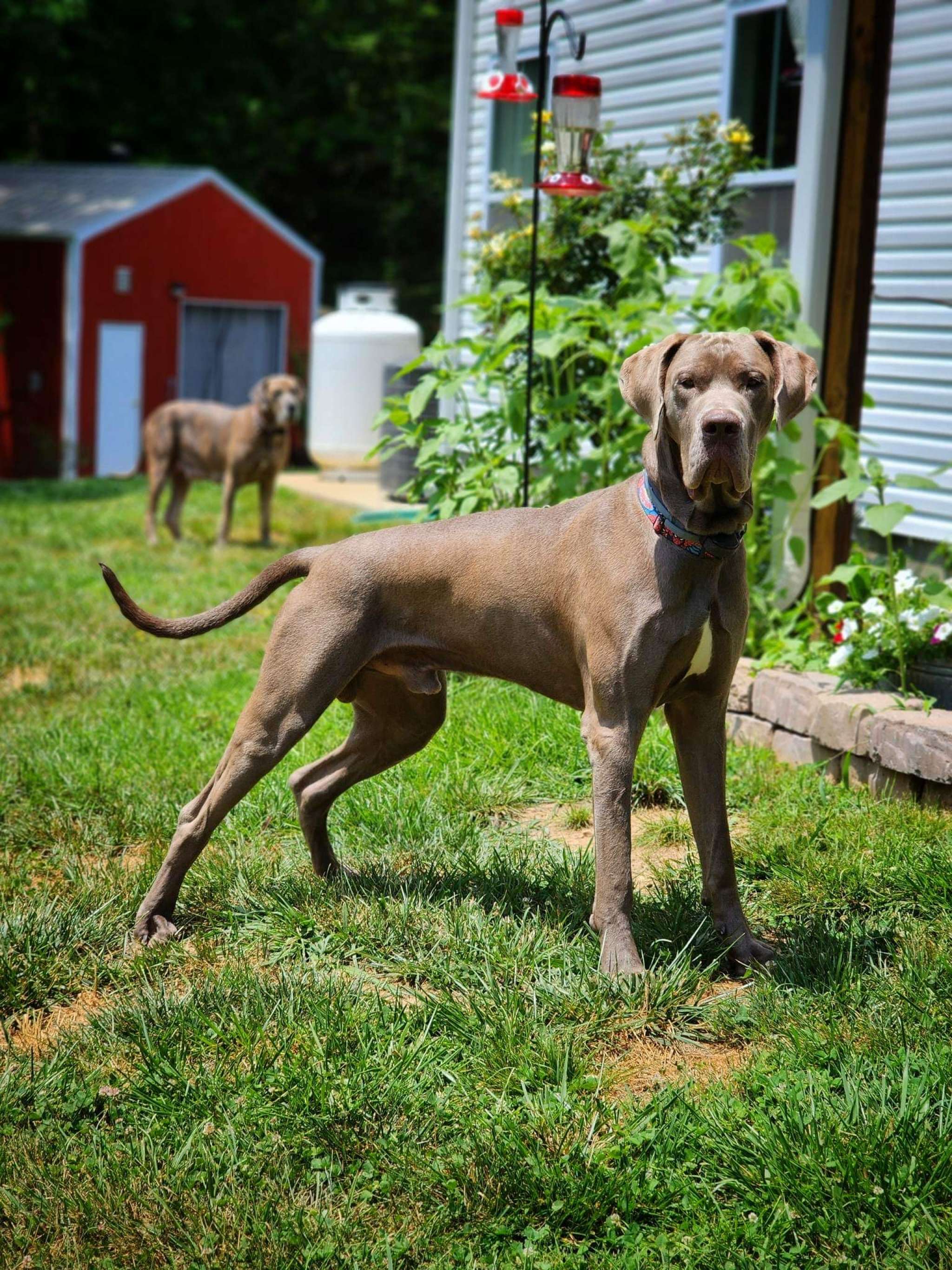 AKC Silver Great Dane - Stud Dog in Tennessee, United States | Breed ...
