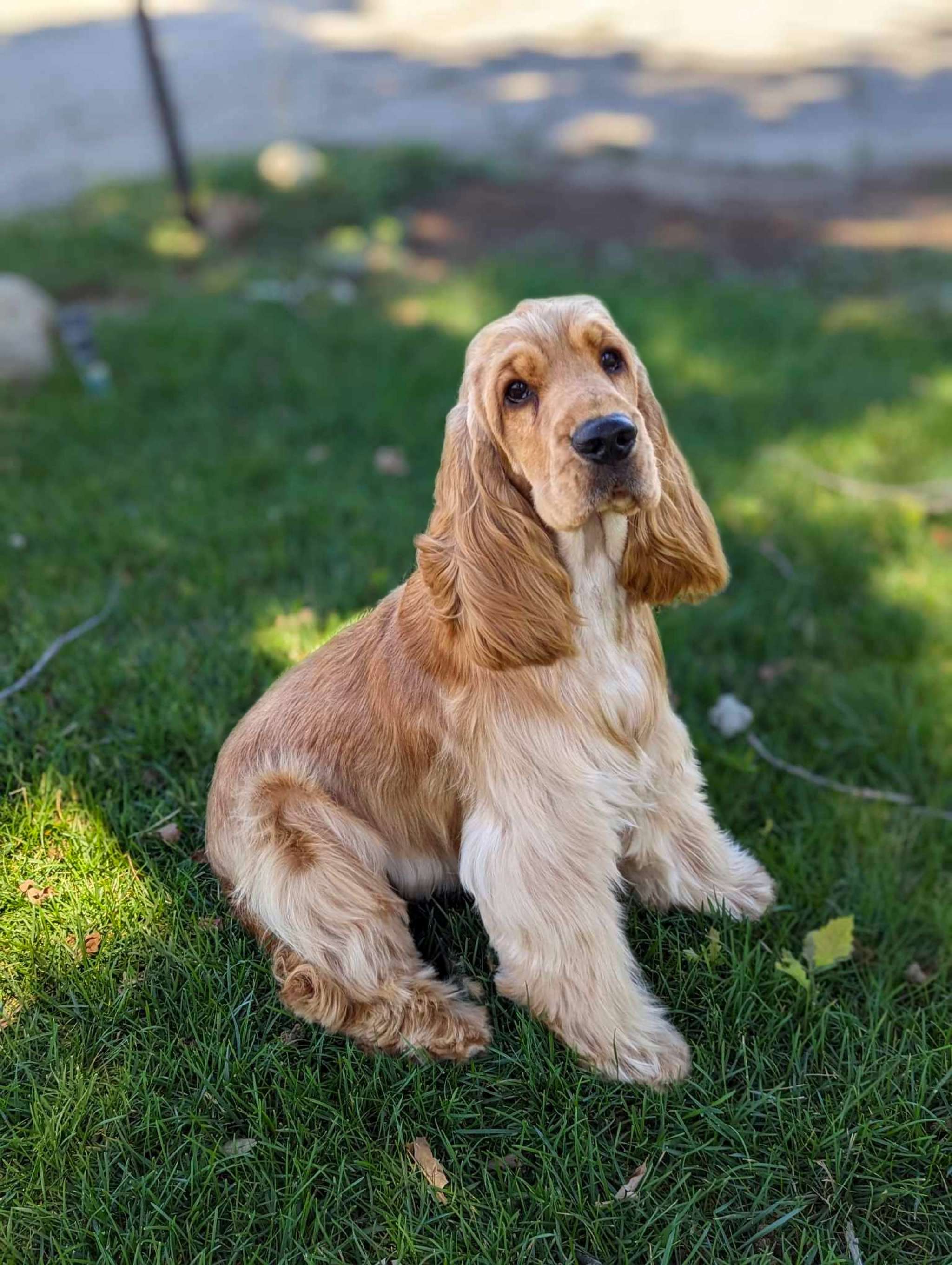 English Cocker Spaniel Stud - Stud Dog in CA, United States | Breed ...