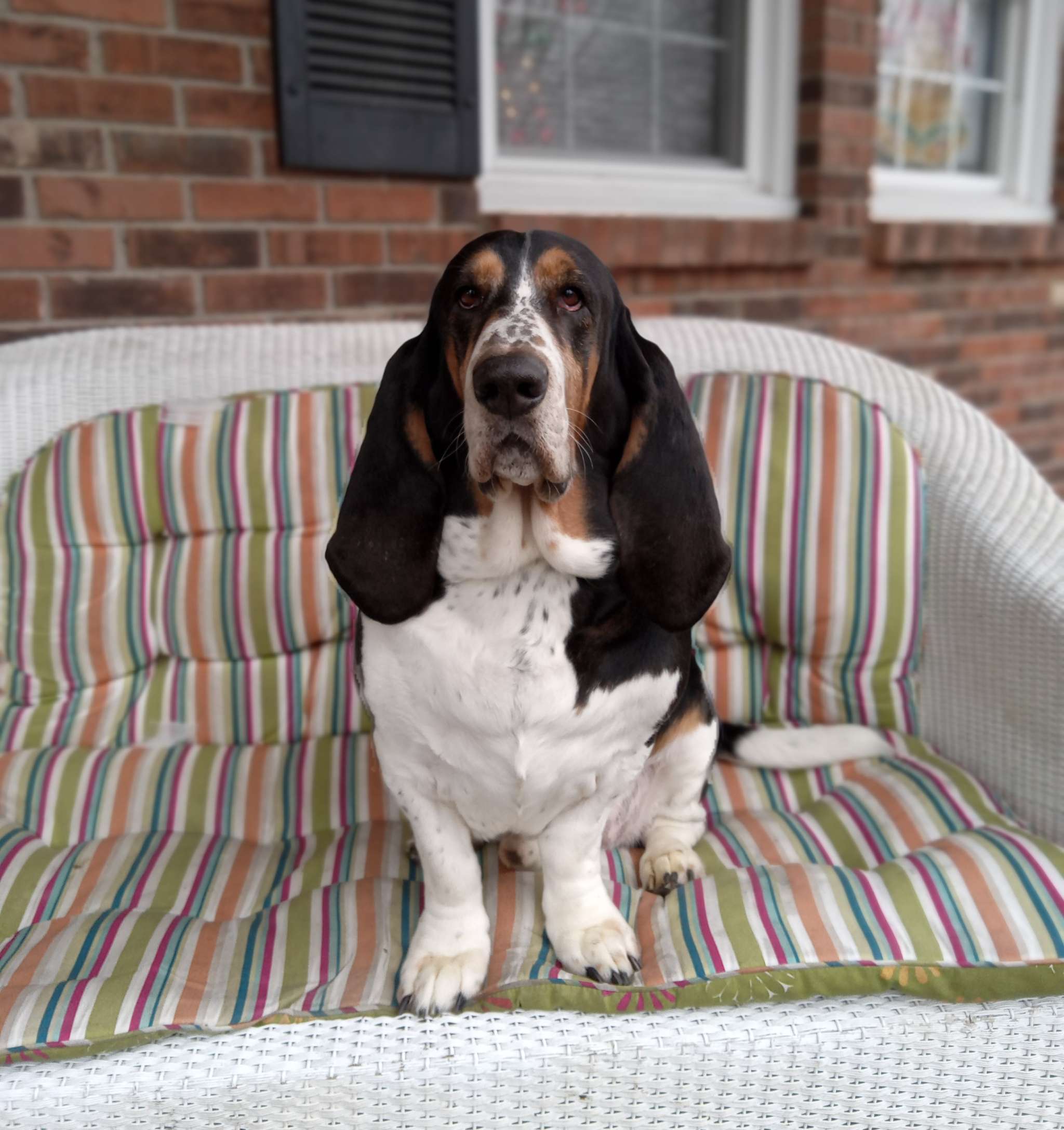 Tri Color Stud Basset Hound - Stud Dog in KY, United States | Breed ...