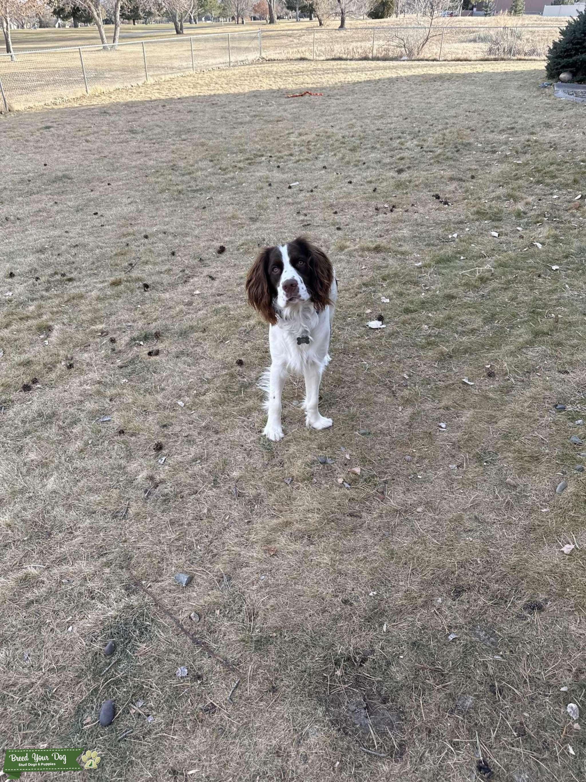 Stud- English Springer Spaniel - Stud Dog in Montana, the United States ...