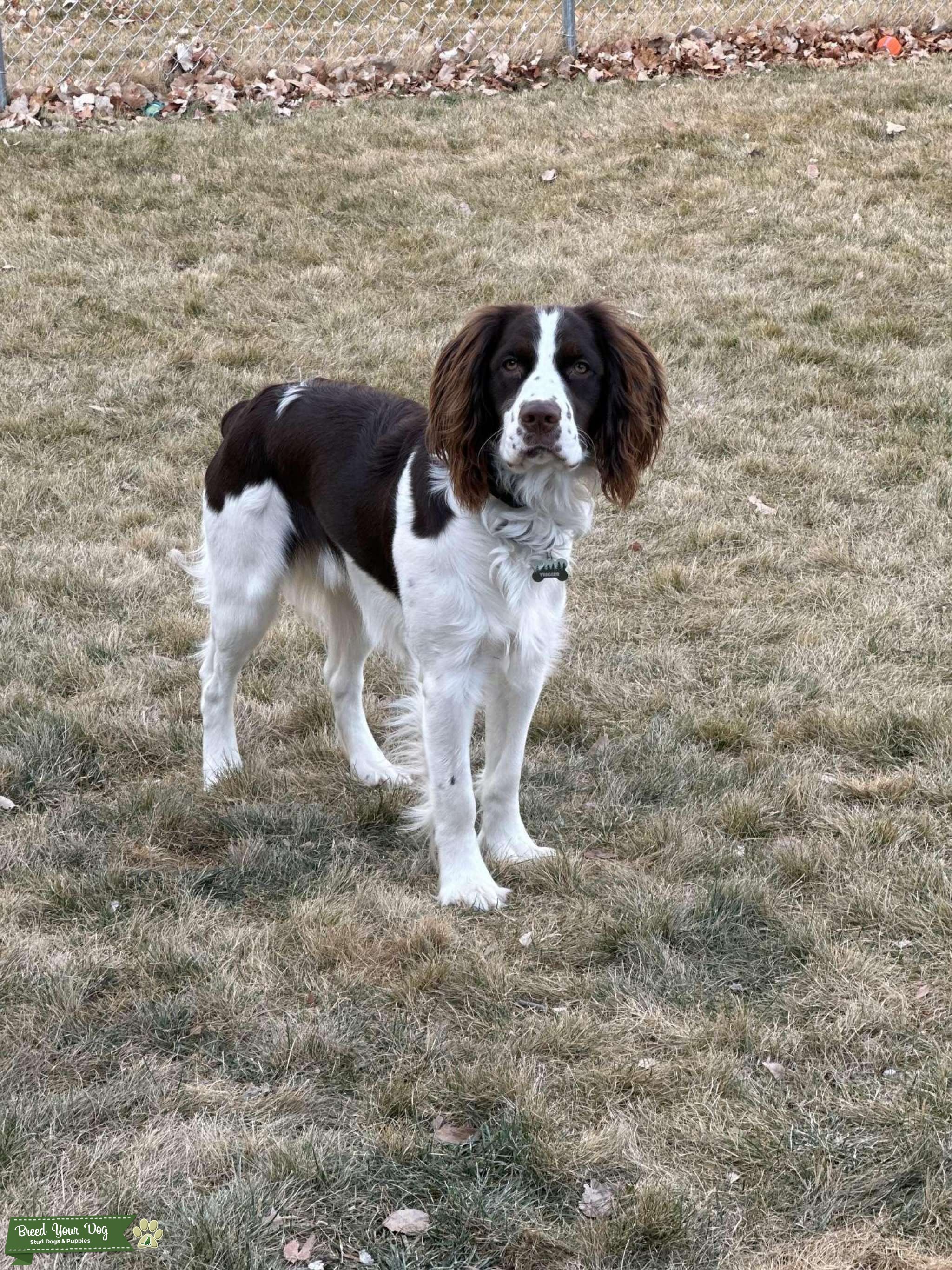 Stud- English Springer Spaniel - Stud Dog in Montana, the United States ...