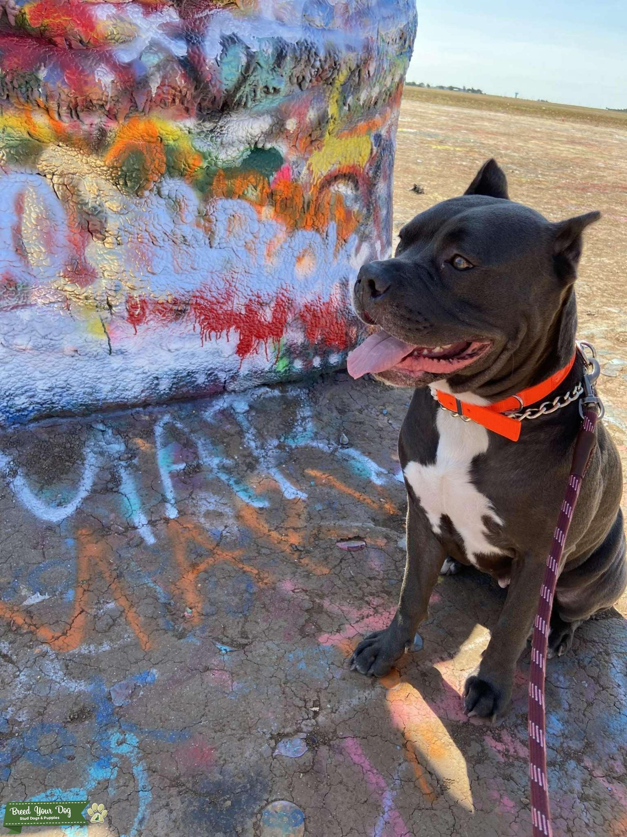 Blue xl bully - Stud Dog in Texas , Puerto Rico | Breed Your Dog