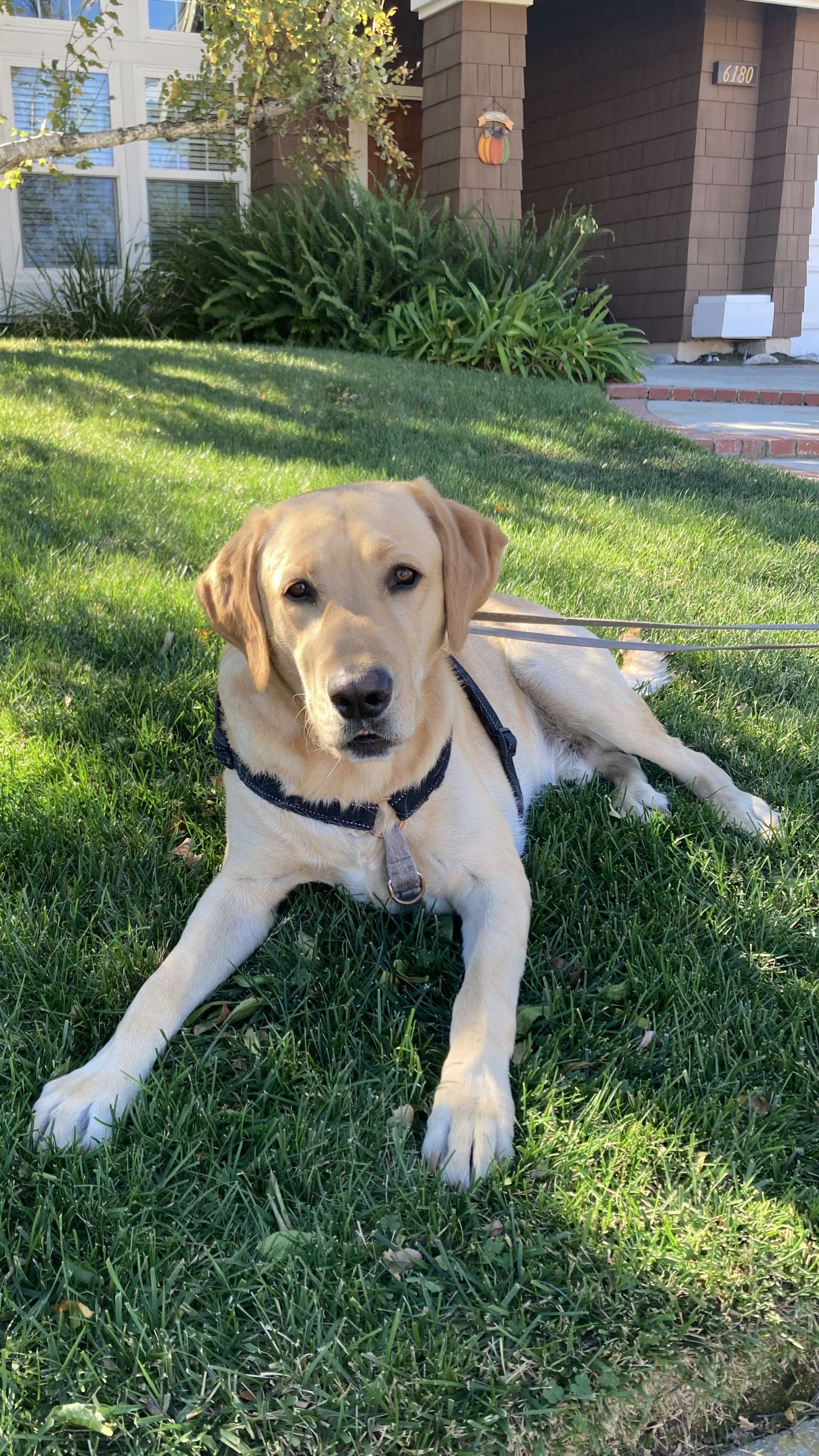 Pure bred golden male Labrador retriever - Stud Dog in Orange County ...