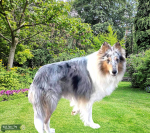 Rough Collie Stud Dogs Available Now in the United States | Breed Your Dog