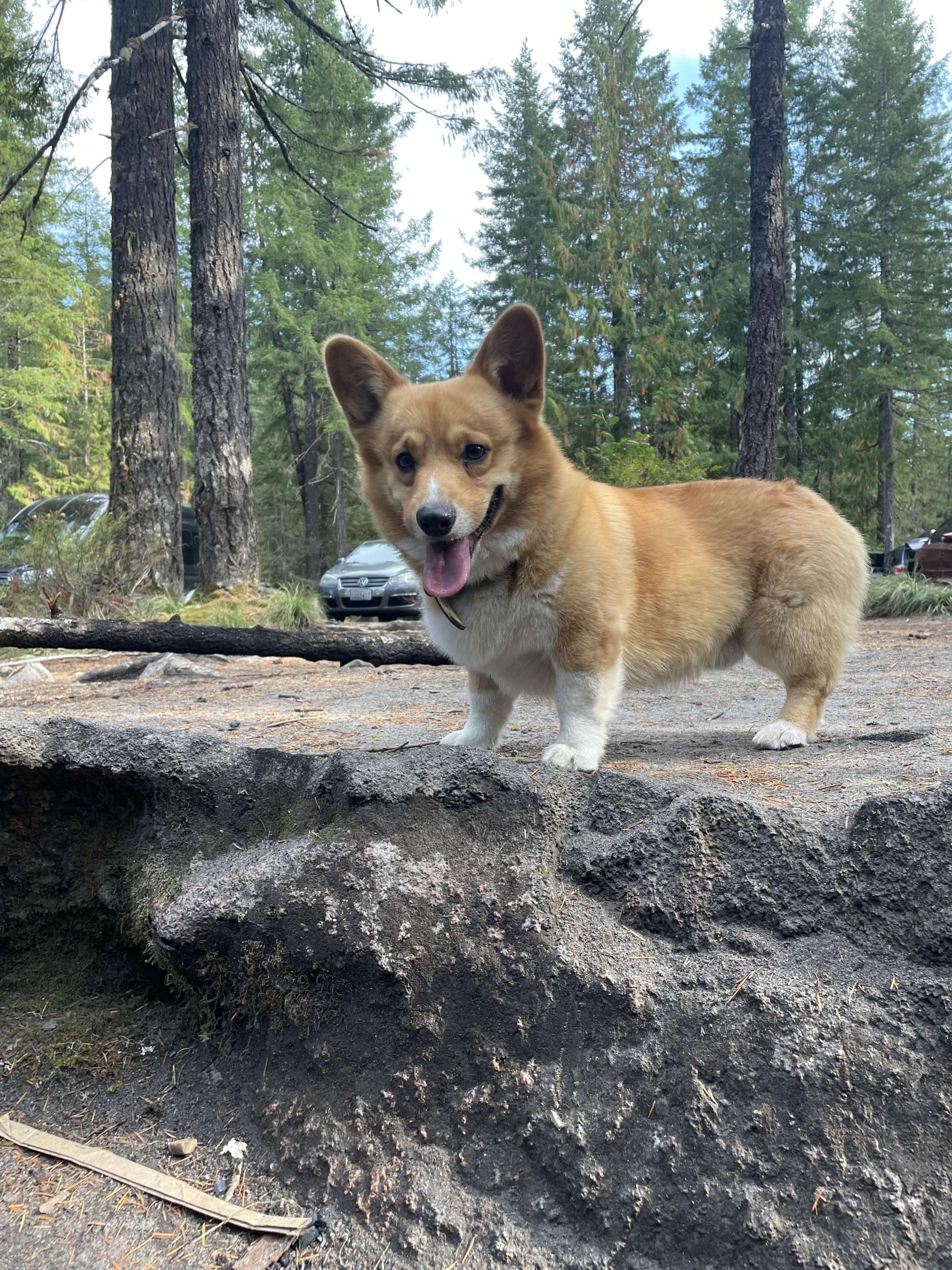 Corgi Male - Stud Dog in WA, United States | Breed Your Dog