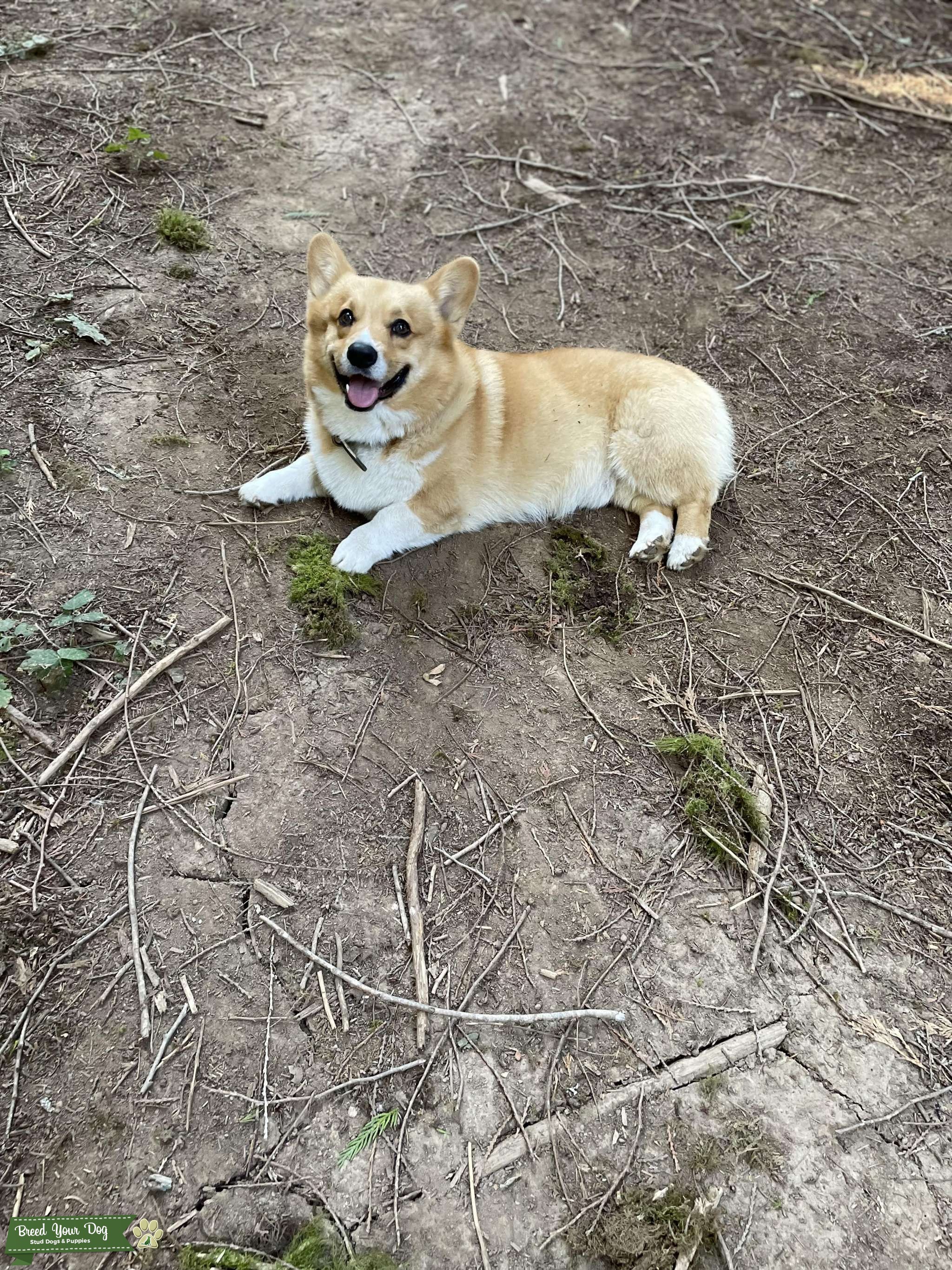 Corgi Male - Stud Dog in WA, the United States | Breed Your Dog