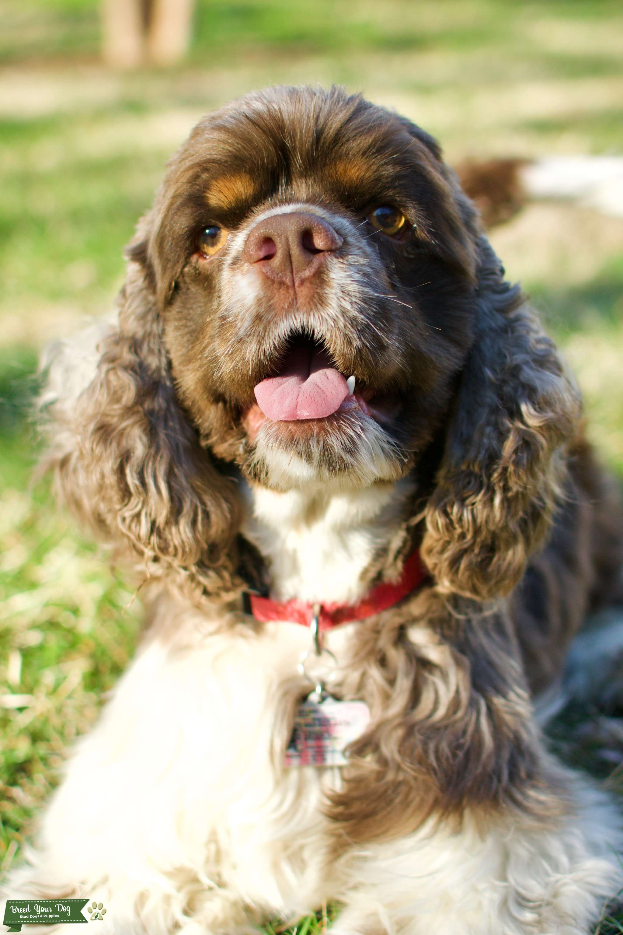 AKC American Cocker Spaniel - Stud Dog in Maryland, the United States ...