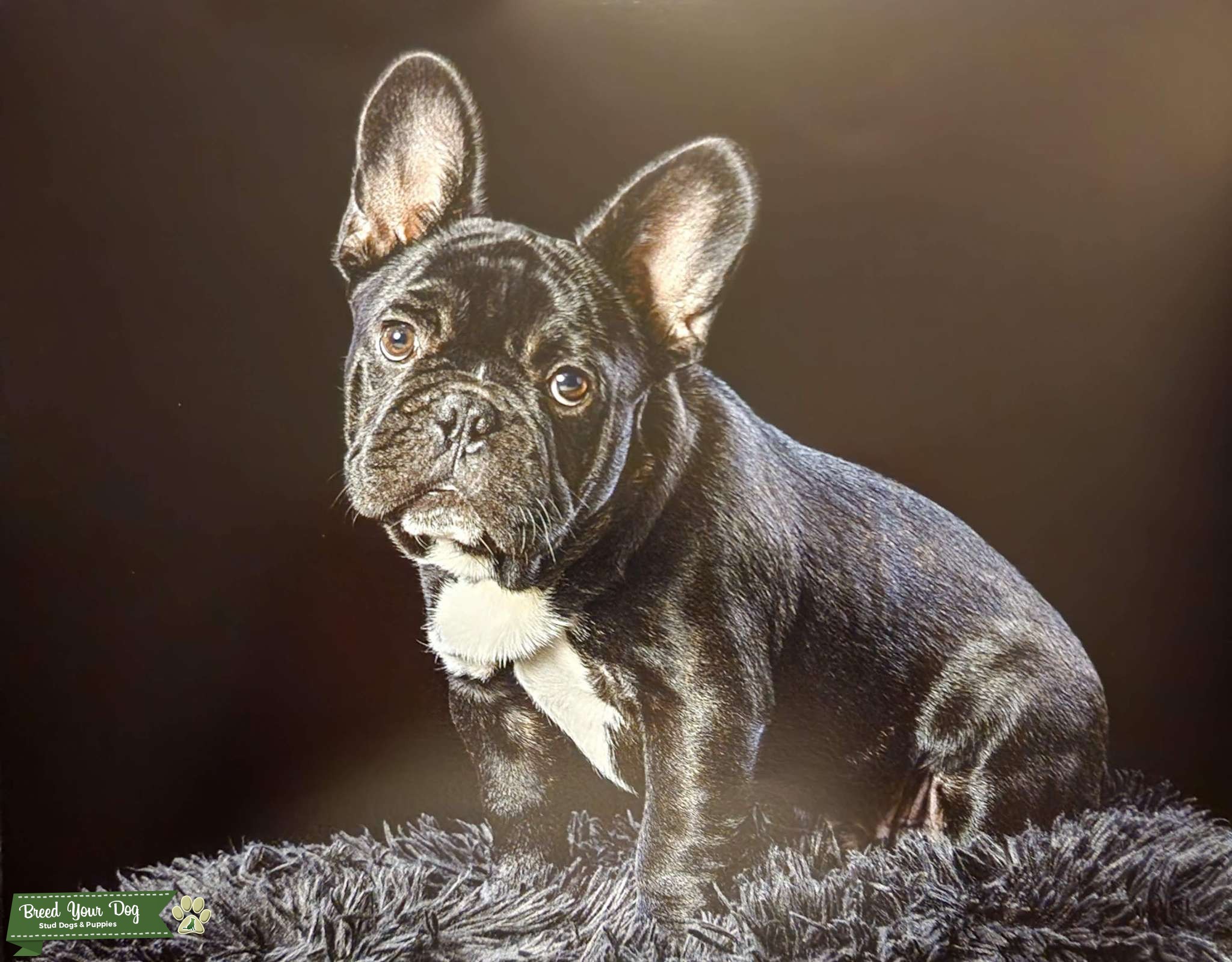 AKC registered and DNA tested - Stud Dog in Virginia, the United States ...