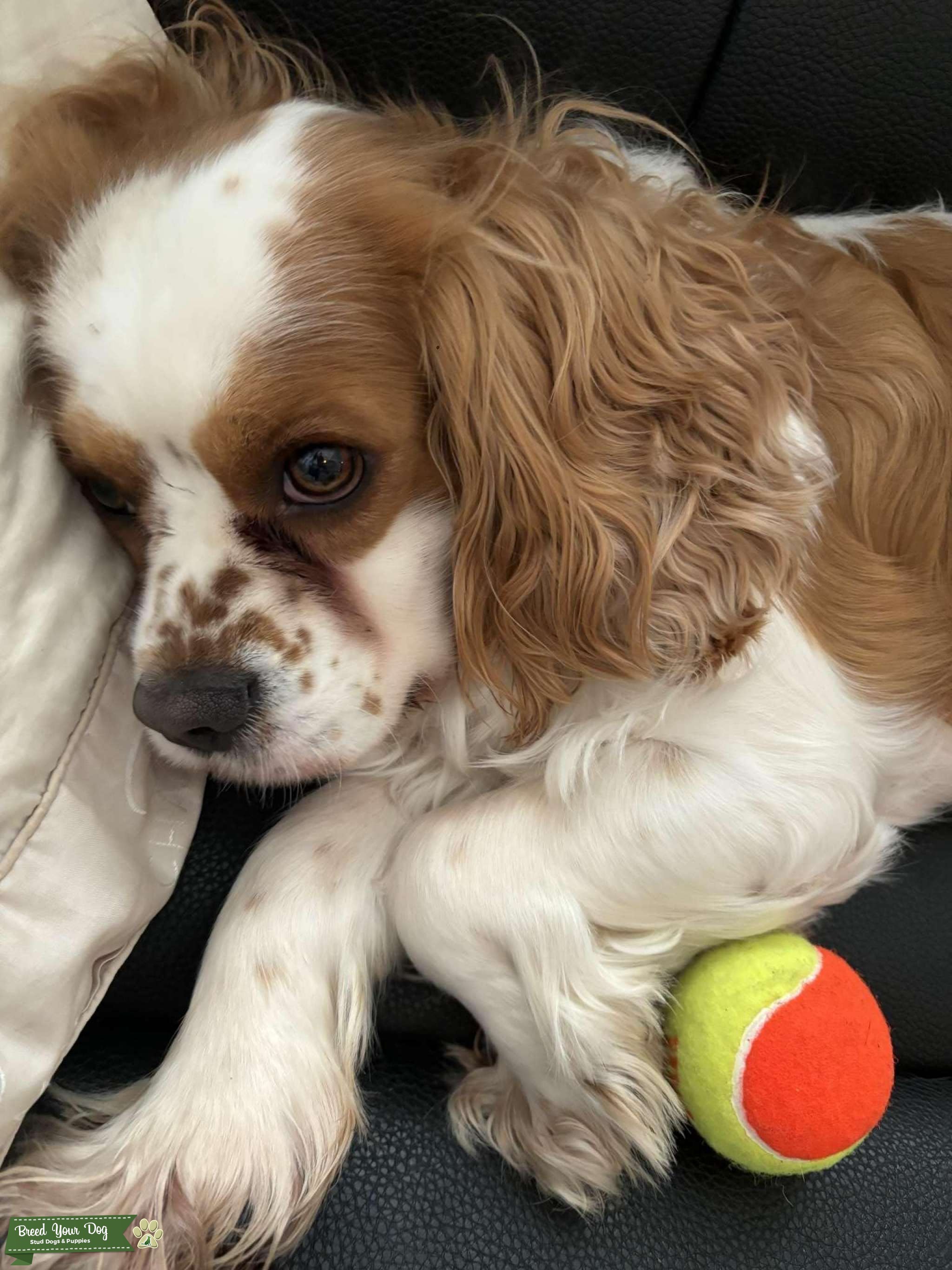 Cockalier Stud - Stud Dog in California , the United States | Breed ...