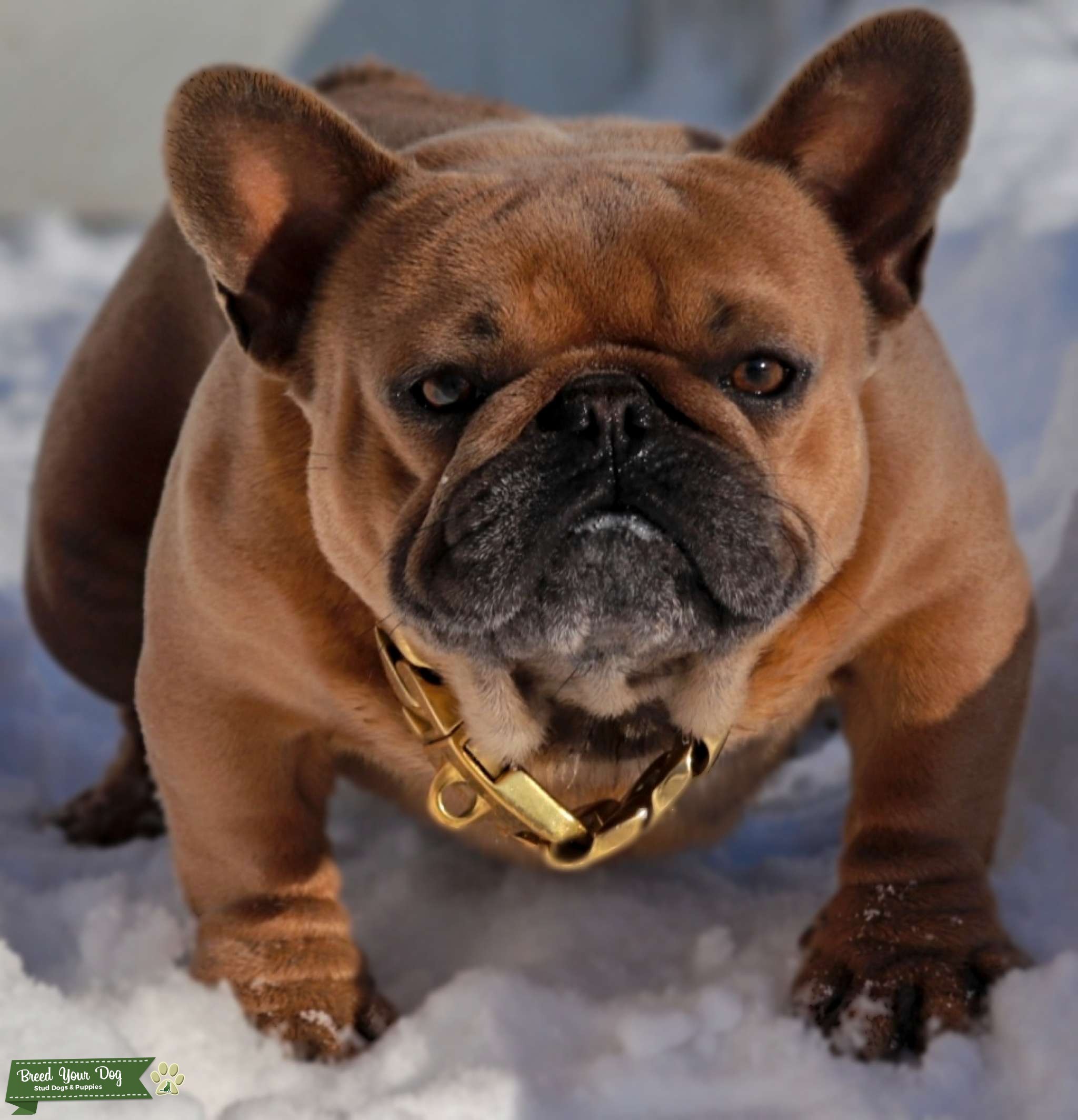 Solid Small Frechie Stud - Stud Dog in Illinois , Nepal | Breed Your Dog