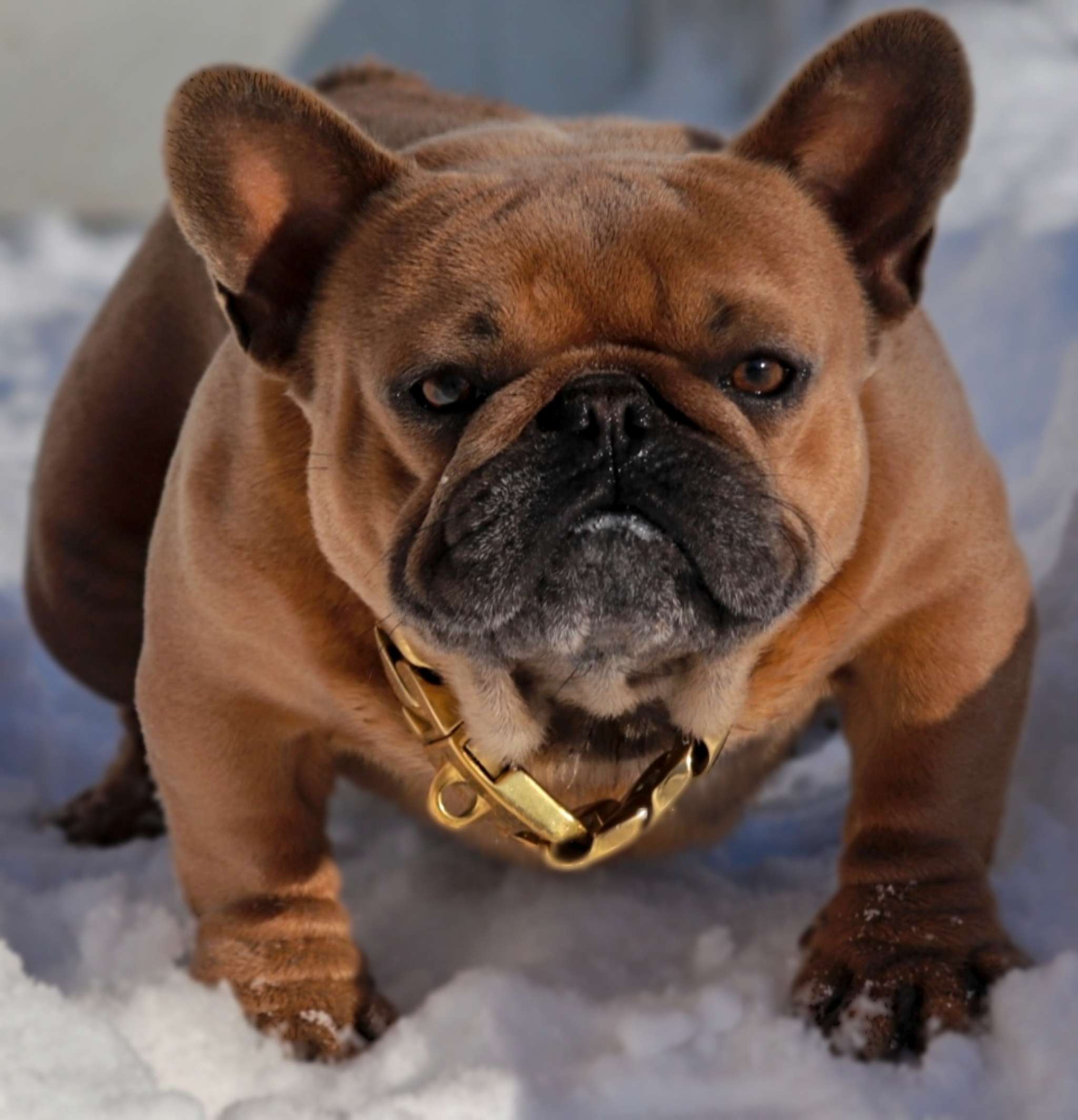 Solid Small Frechie Stud - Stud Dog in Illinois , United States | Breed ...