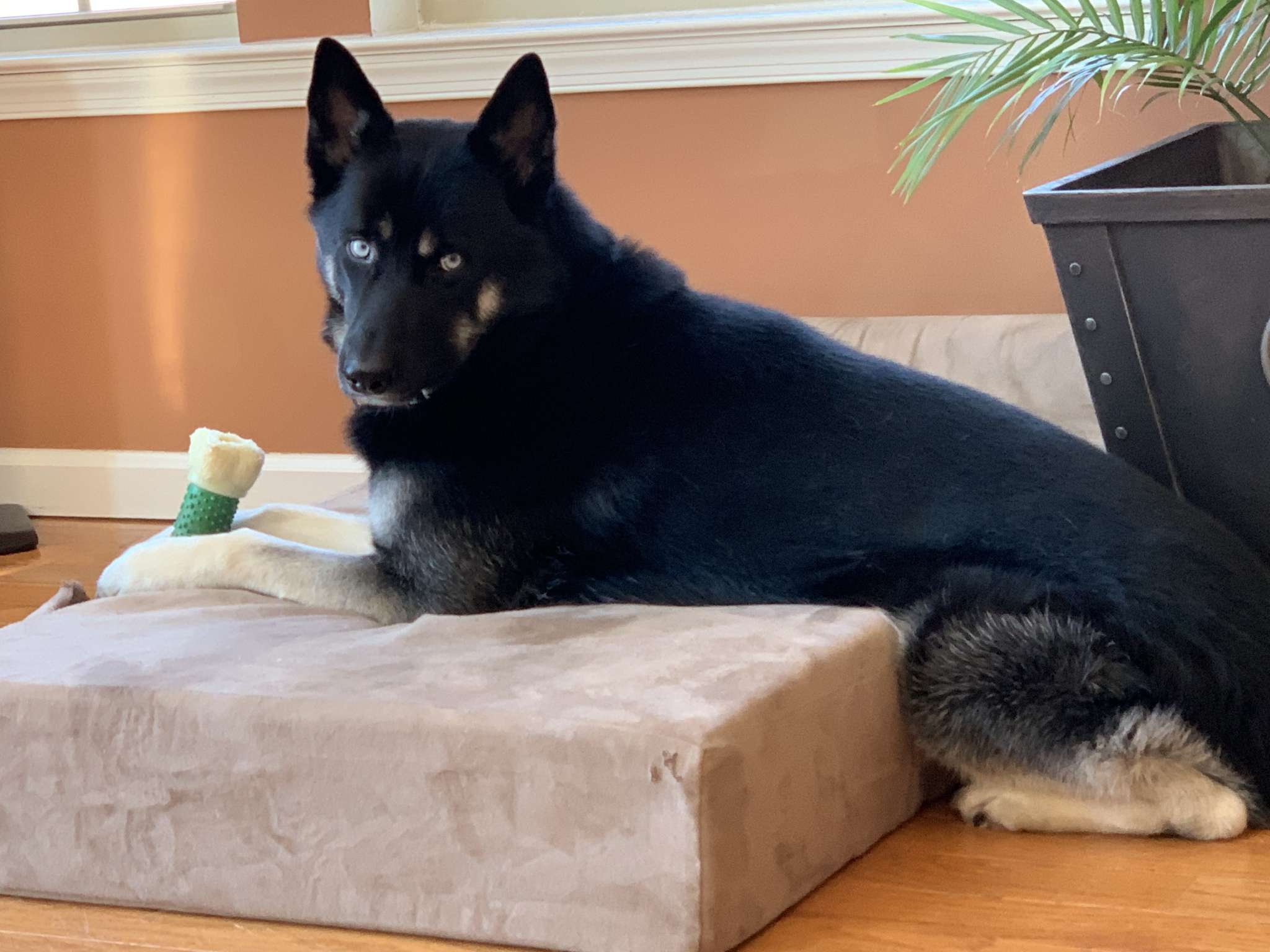 German/Husky Mix - Stud Dog in Lake Ariel, PA, the United States ...