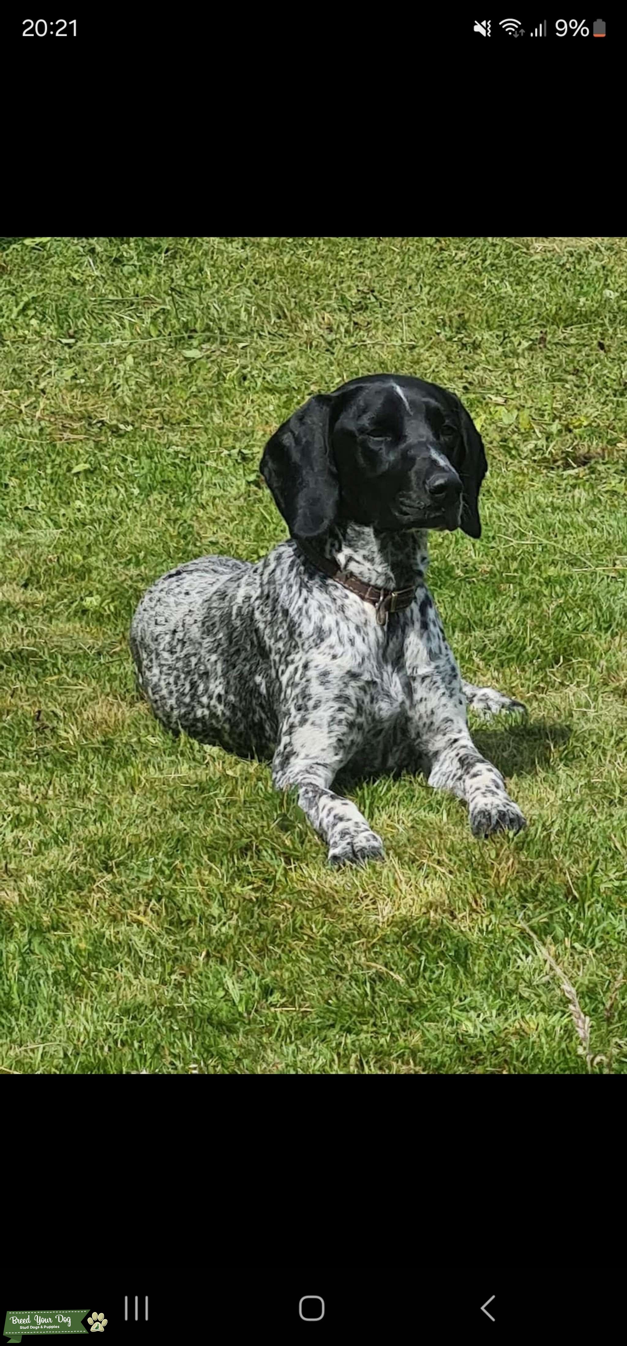 German Shorthaired Pointer x English Springer Spaniel - Stud Dog in ...