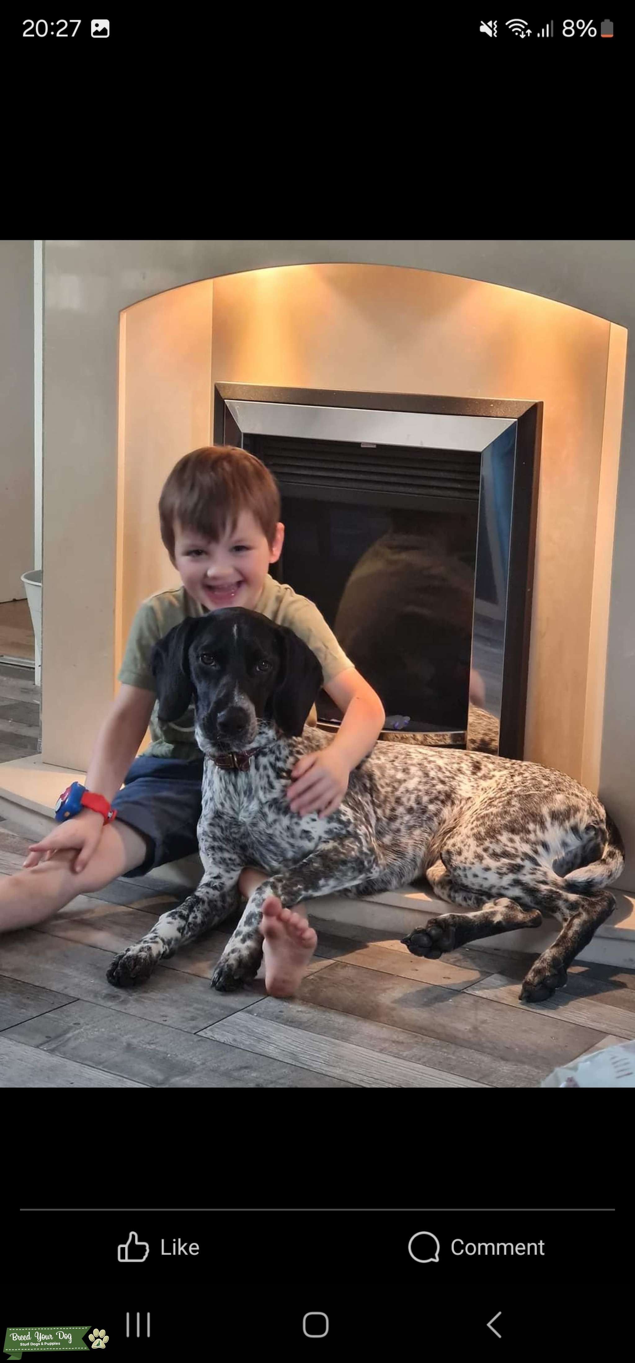 German Shorthaired Pointer x English Springer Spaniel - Stud Dog in ...