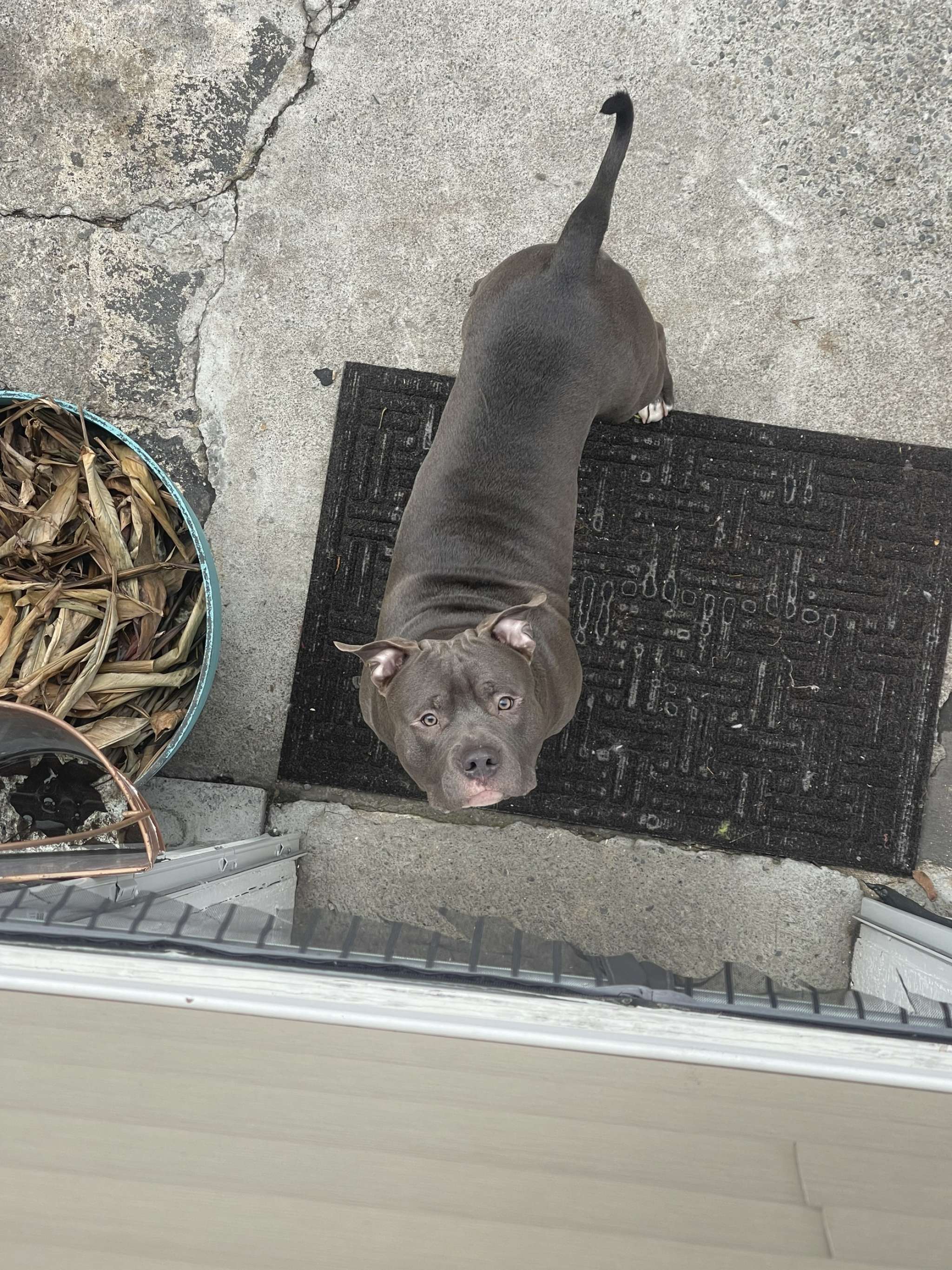 Looking for a American XL bully female - Stud Dog in North , United ...