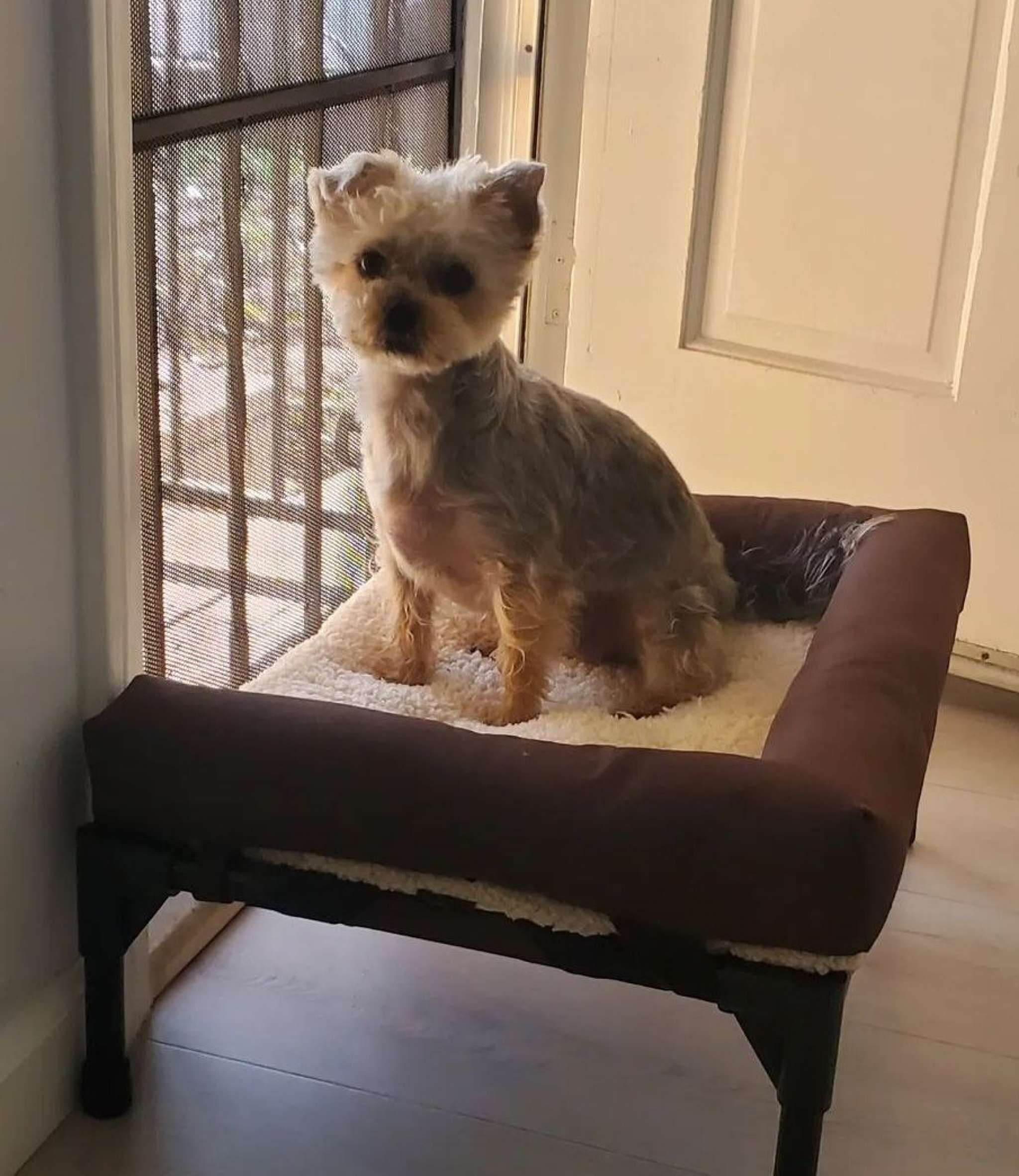 Female Silver and Curly Haired Yorkie Ready to Mate - Stud Dog in Los ...
