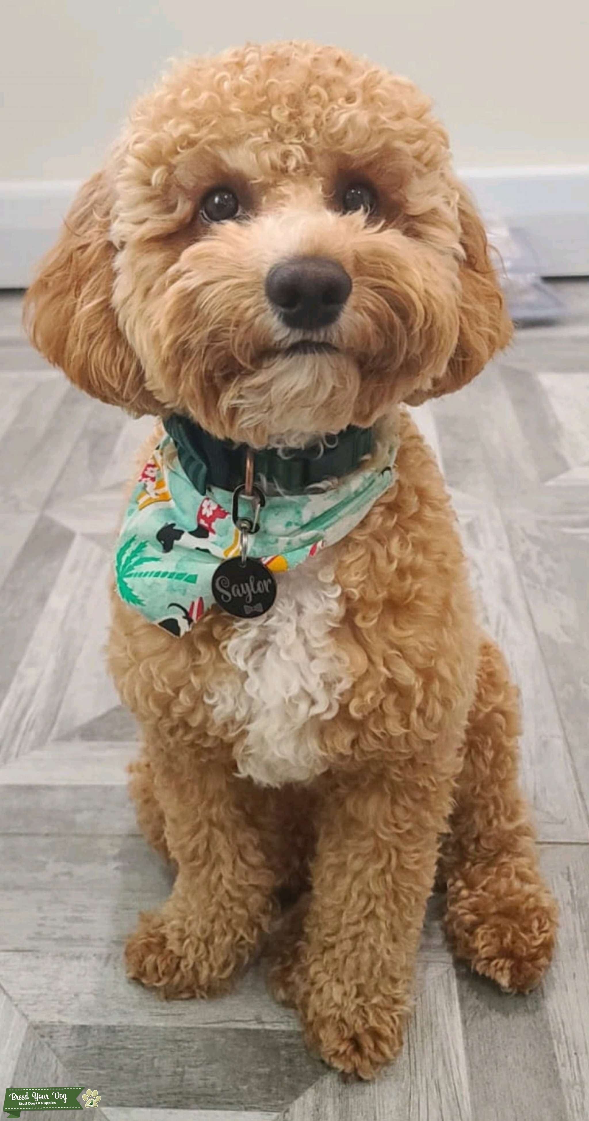 Auburn Cockapoo Stud - Stud Dog in New Jersey, the United States ...