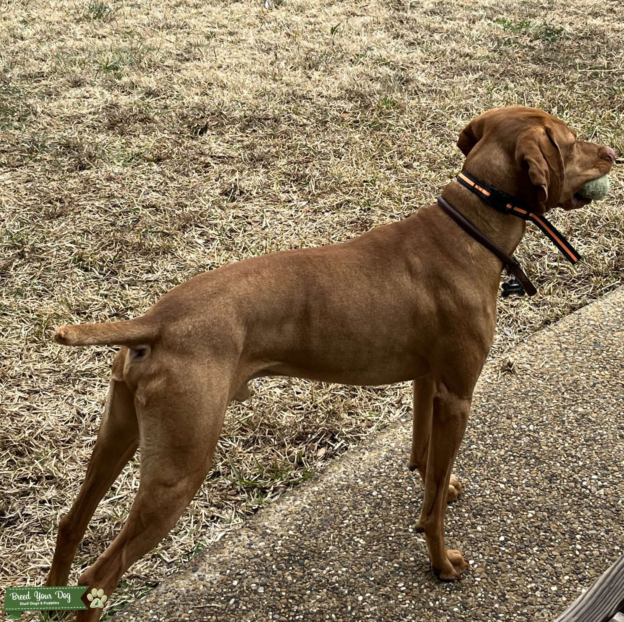 Vizsla Stud - Ranger - Stud Dog in North Texas, the United States ...