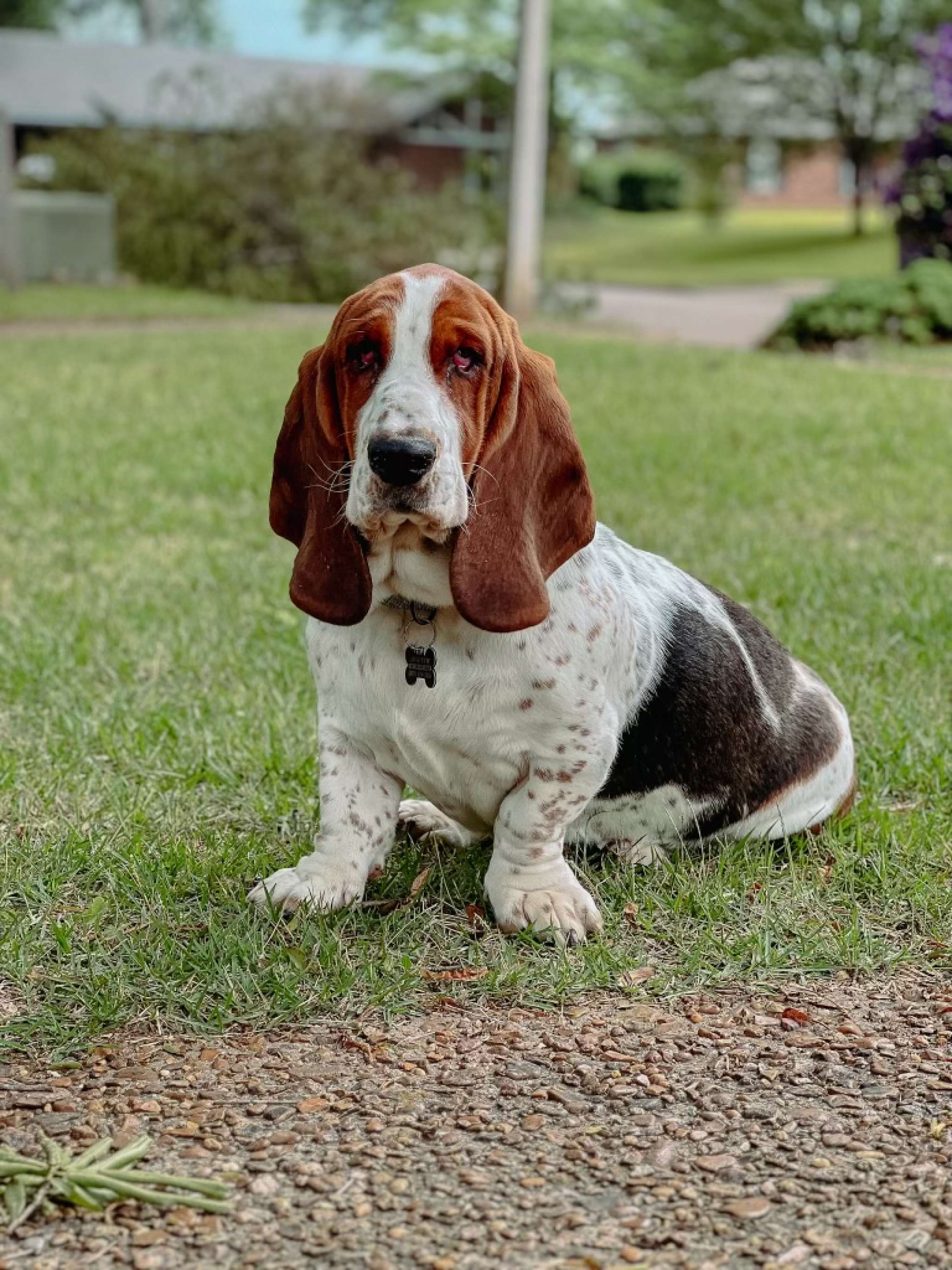 Basset Hound Stud - Stud Dog in TN, the United States | Breed Your Dog